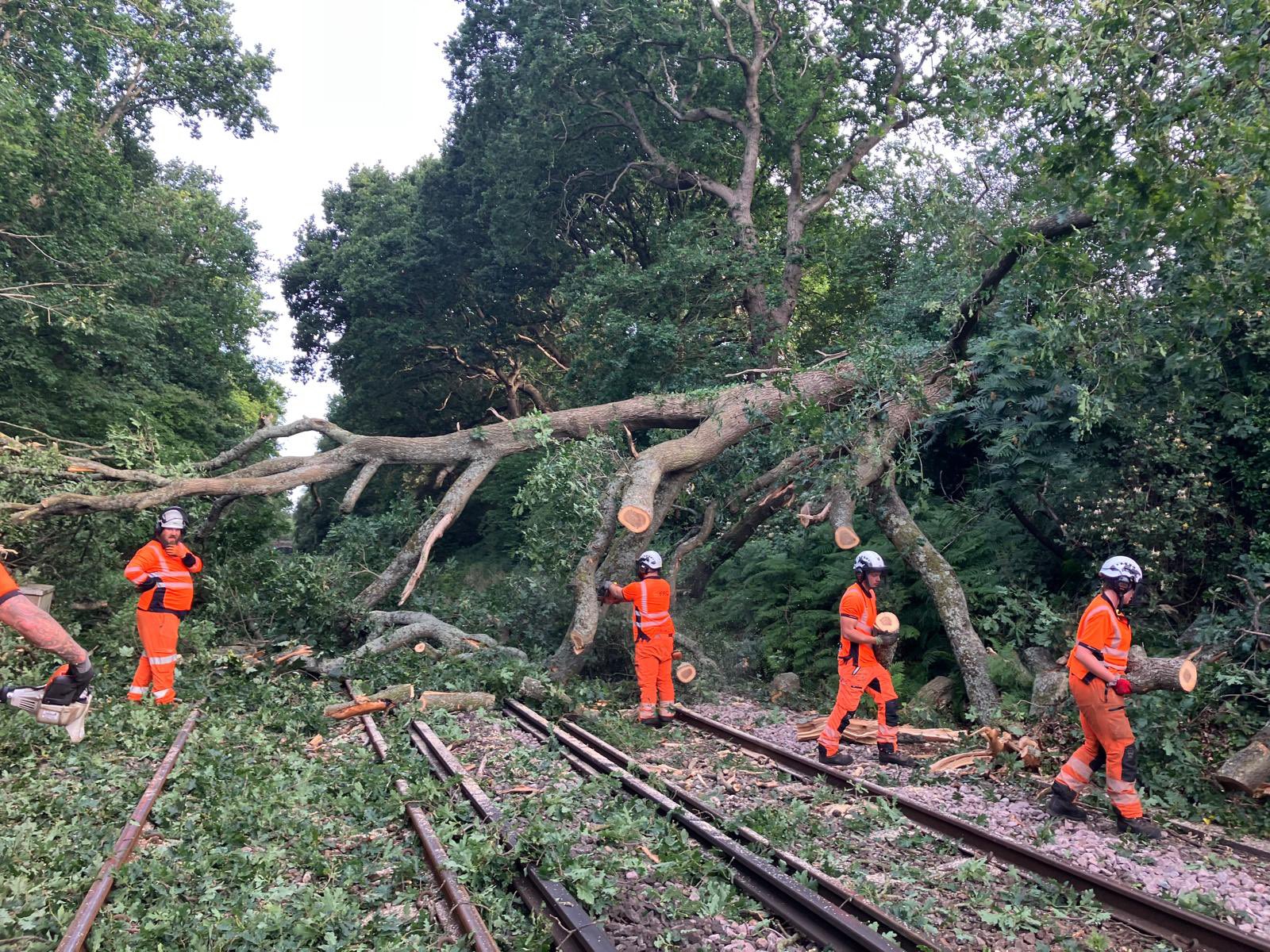 Train line reopens after huge tree falls on tracks near Portchester
