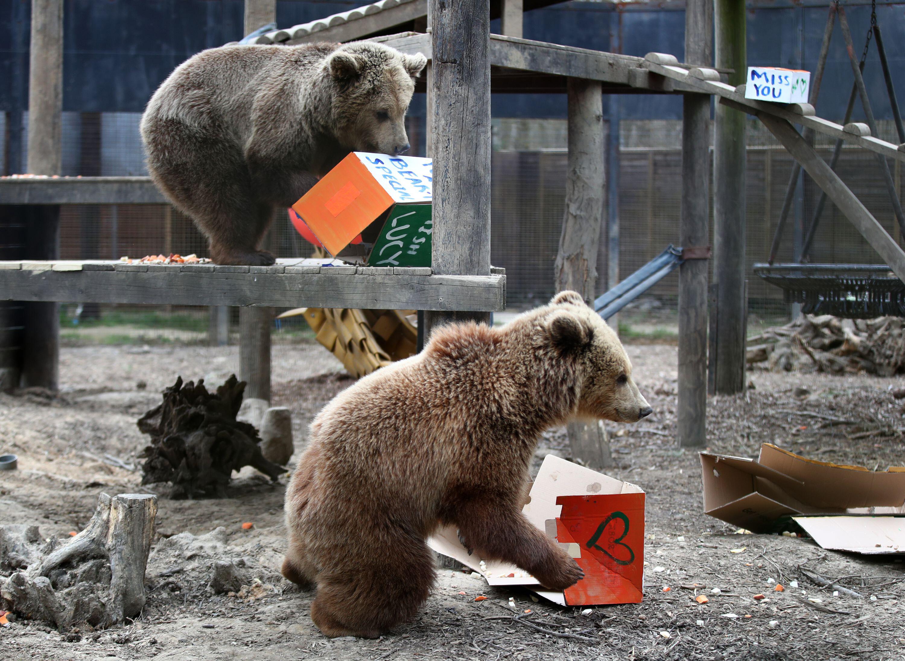 Two young bears eat a weeks worth of honey during their escape from ...