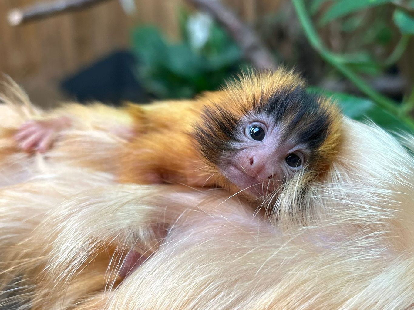 Endangered golden lion tamarin baby born at Colchester Zoo