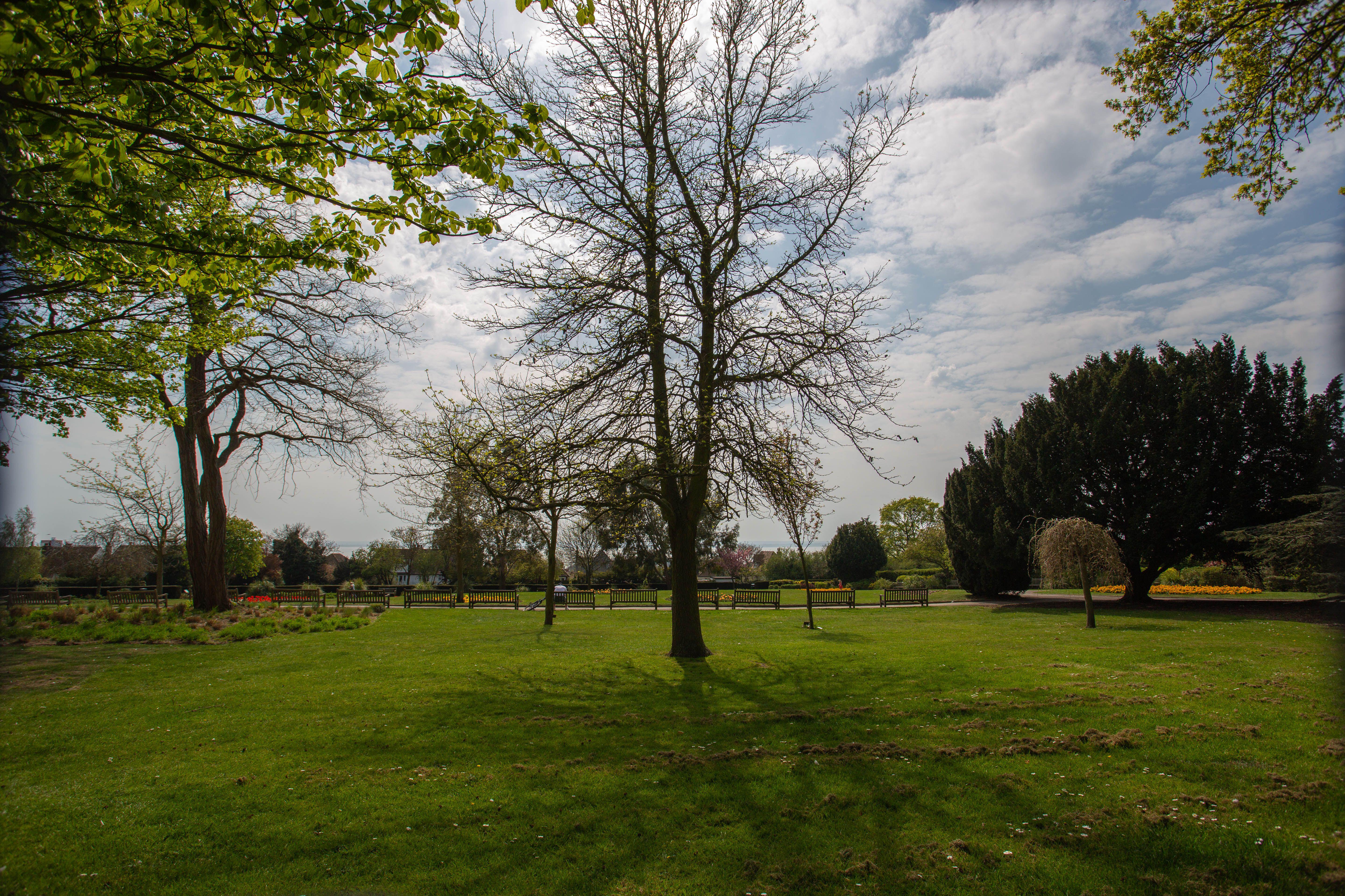 Six-year-old girl in 'very serious' condition following Southend tree ...