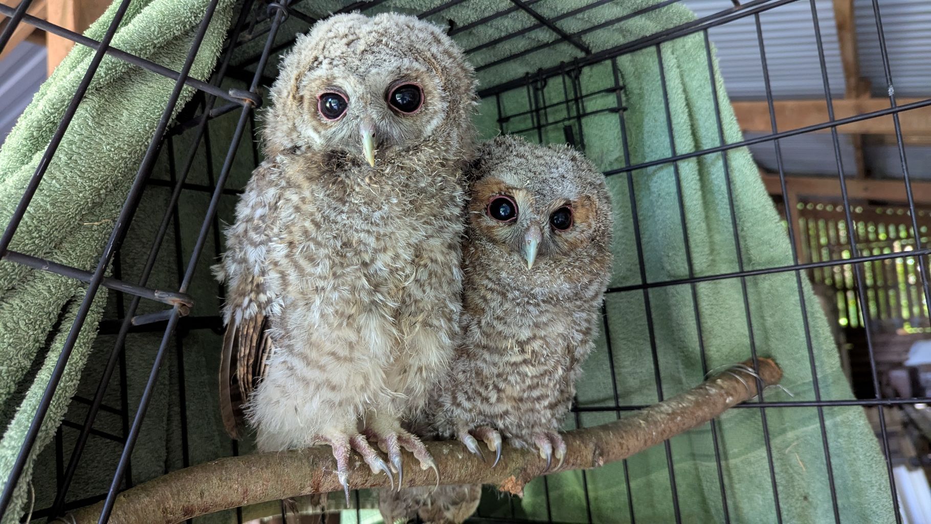 Lonely baby owl finds friend at local wildlife centre