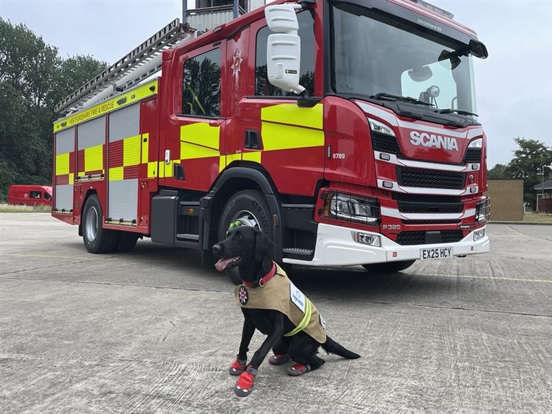 25 Years of fire investigation dogs celebrated in Hertfordshire | News ...
