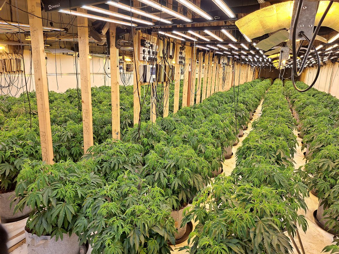 Suspected cannabis plants worth £1.4million seized in Strabane