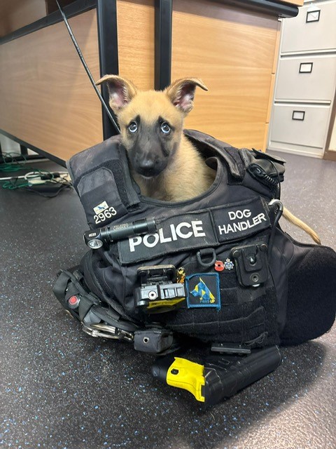 Stray dog rescued by Durham Police starts training