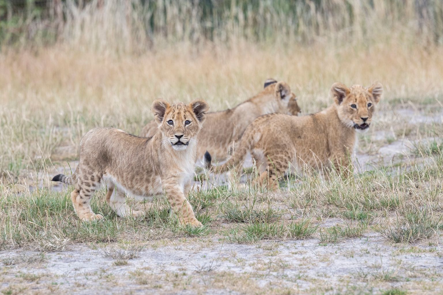 Lion cubs embark on first outdoor adventure at West Midlands Safari Park
