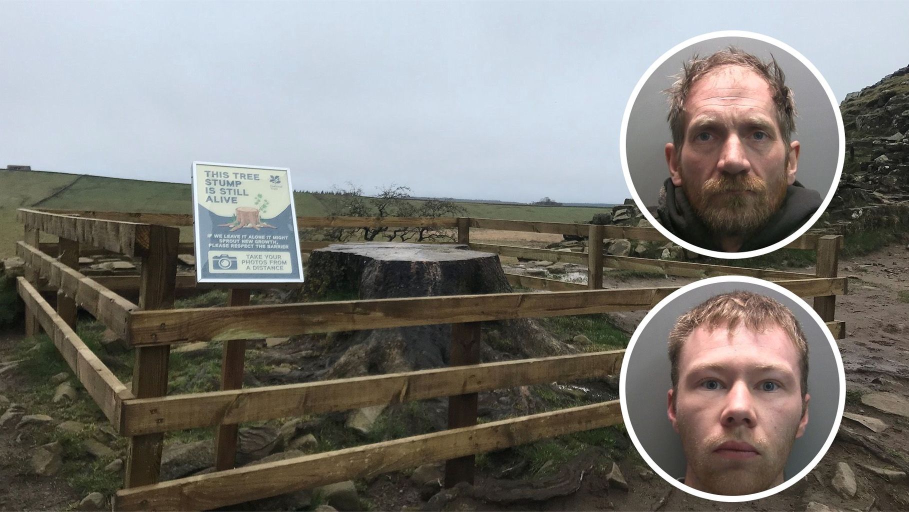 Two jailed for illegal felling of iconic Northumberland tree