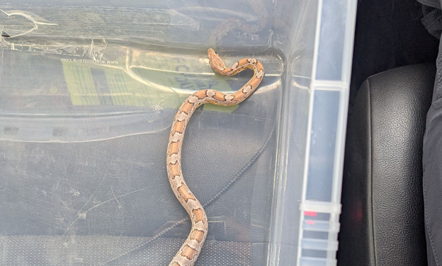 Rise in escaped snakes expected