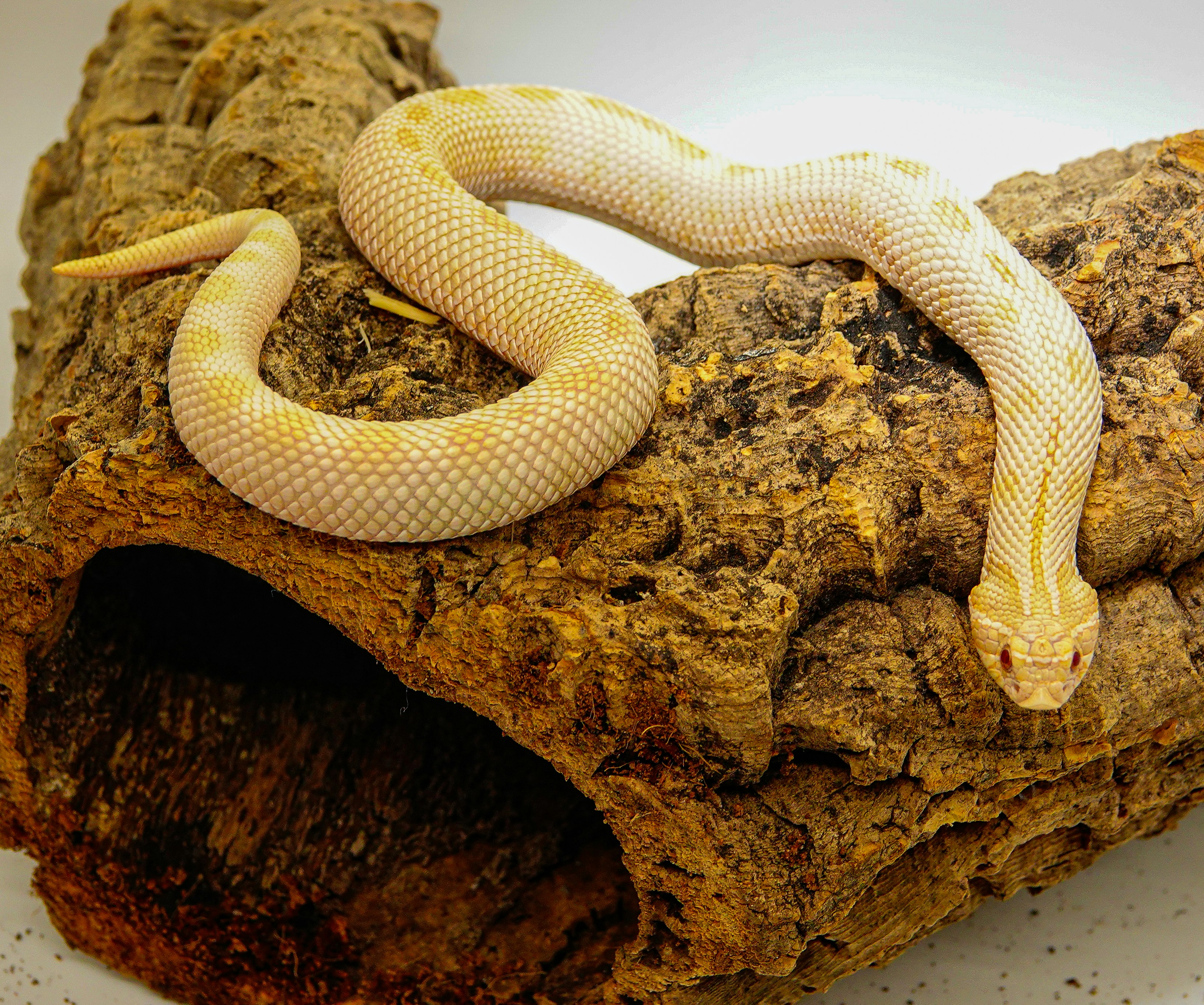 Norfolk ranked second in country for stray snake incidents