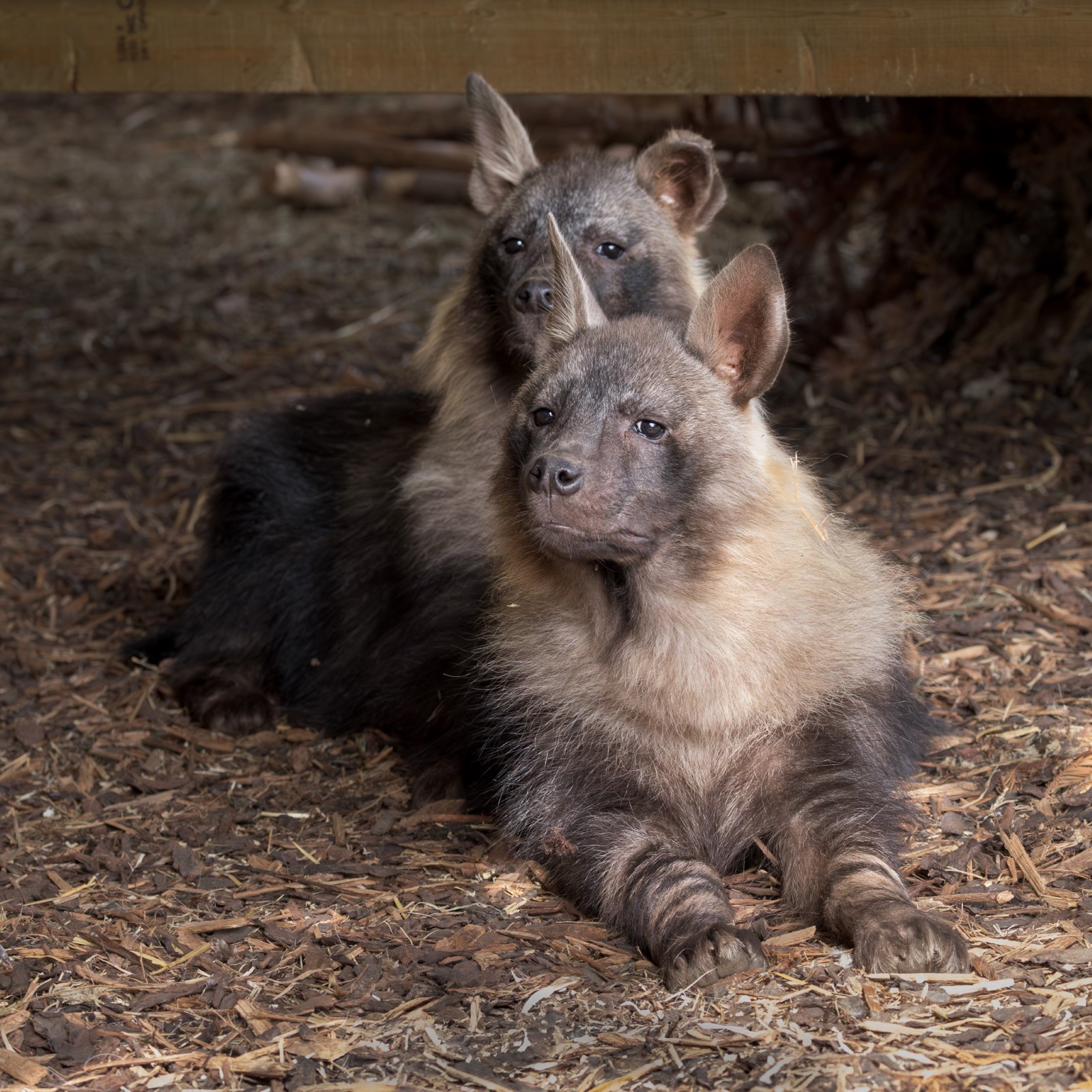 Newquay Zoo welcomes two rare brown hyenas
