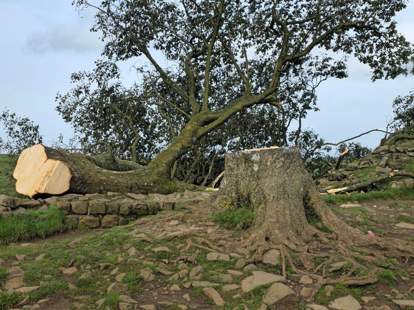 2 men who cut down Sycamore Gap tree are jailed for over 4 years each