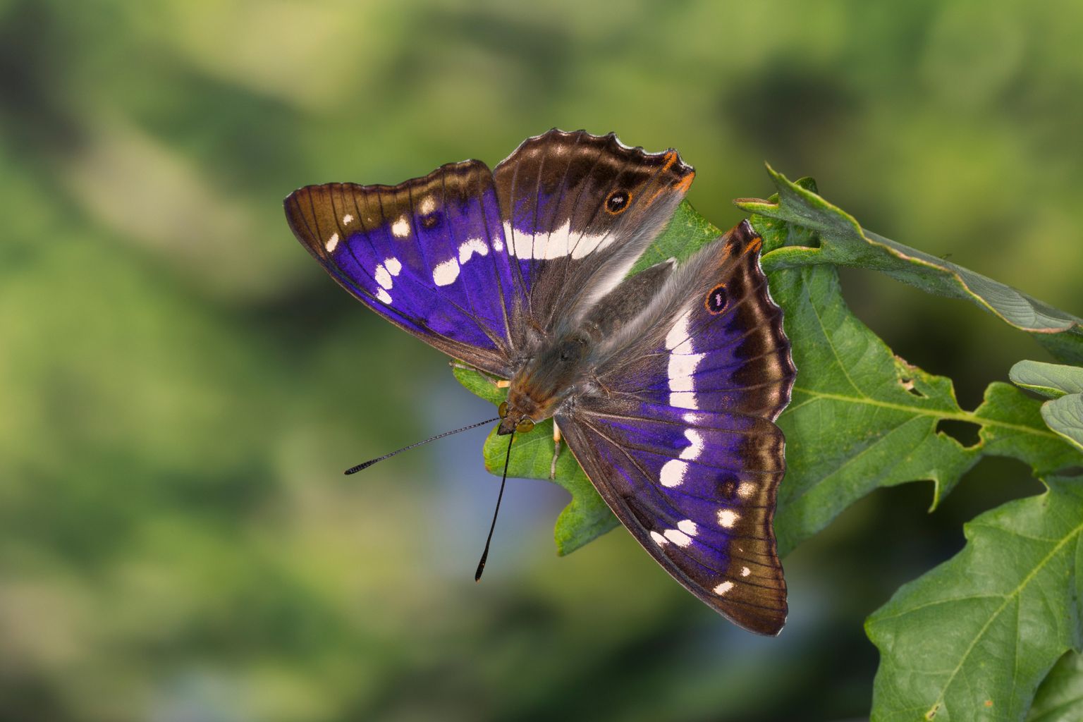 Rare butterfly spotted in Norfolk | News - Hits Radio (Norfolk)