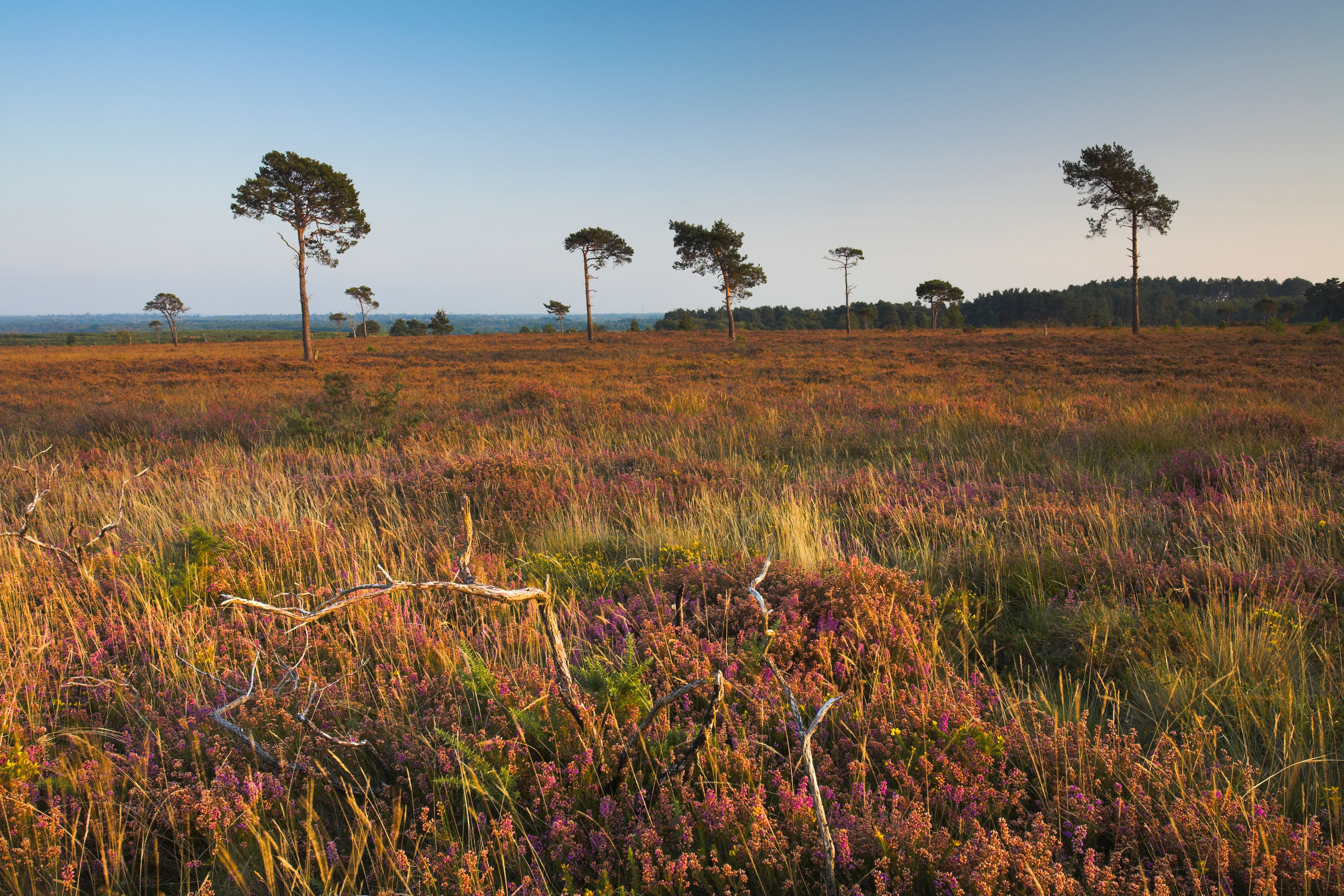 Large fire on Holt Heath reignites