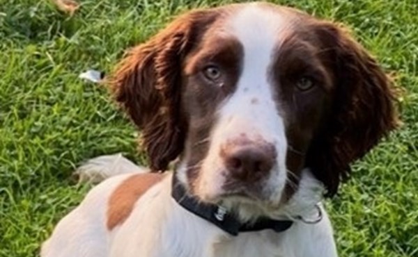 Cleveland Police dog dies after car crash in Hartlepool
