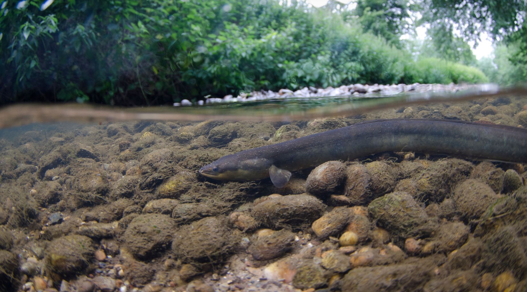 ‘Eel Lanes’ being created in South Downs rivers to help 4,000-mile ...