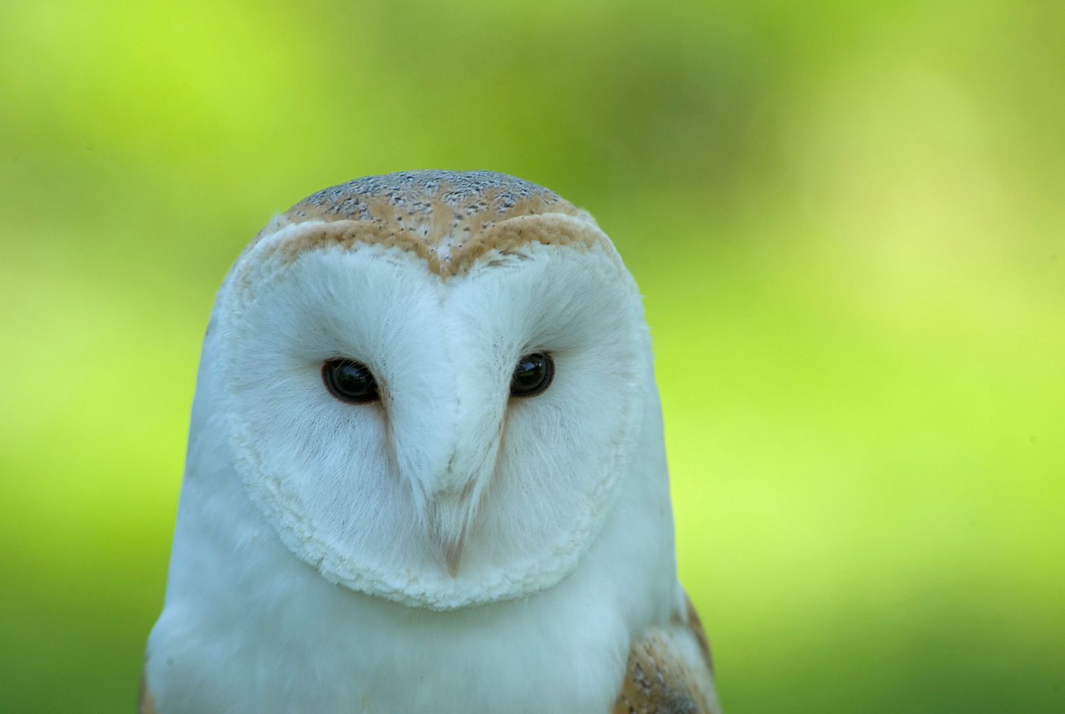 AI invention in works that can monitor Barn Owl chicks without ...