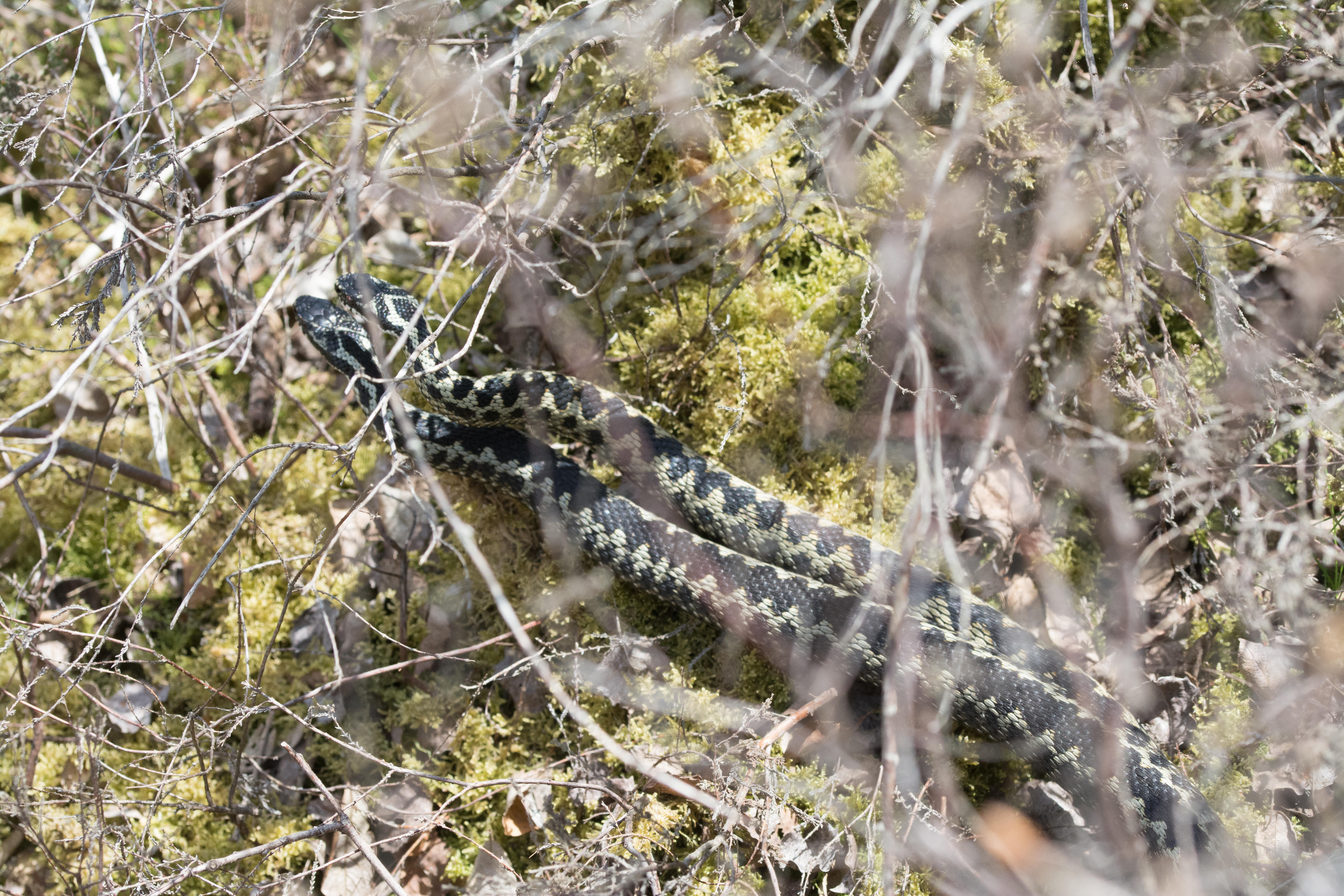 RSPCA anticipates rise in 'stray snakes' in Wales over summer months