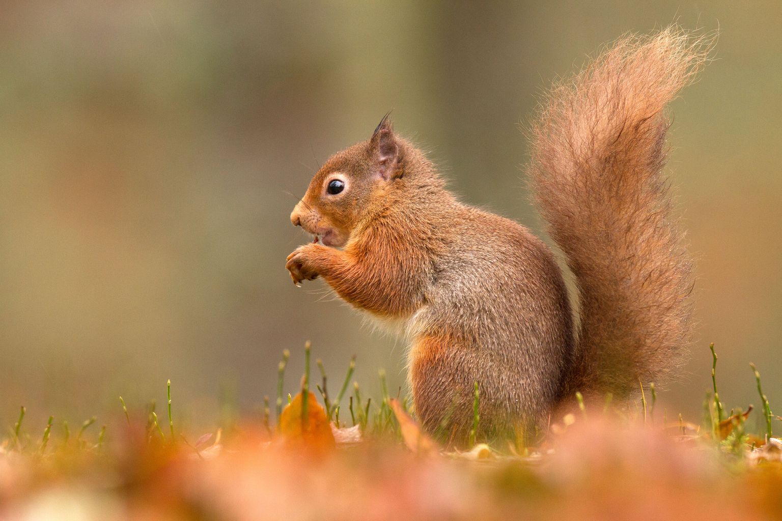 Confirmed squirrel pox case in Wigtownshire