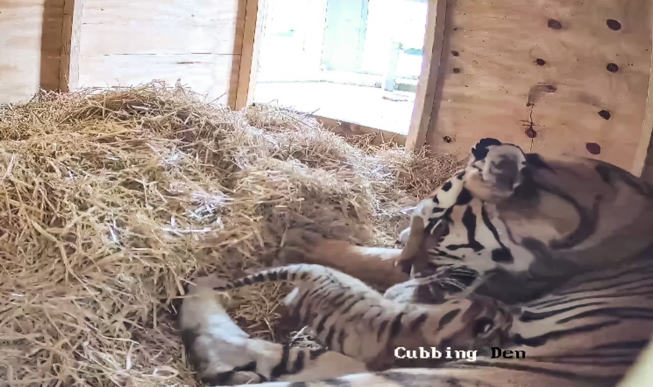 Rare tiger cubs born at Knowsley Safari