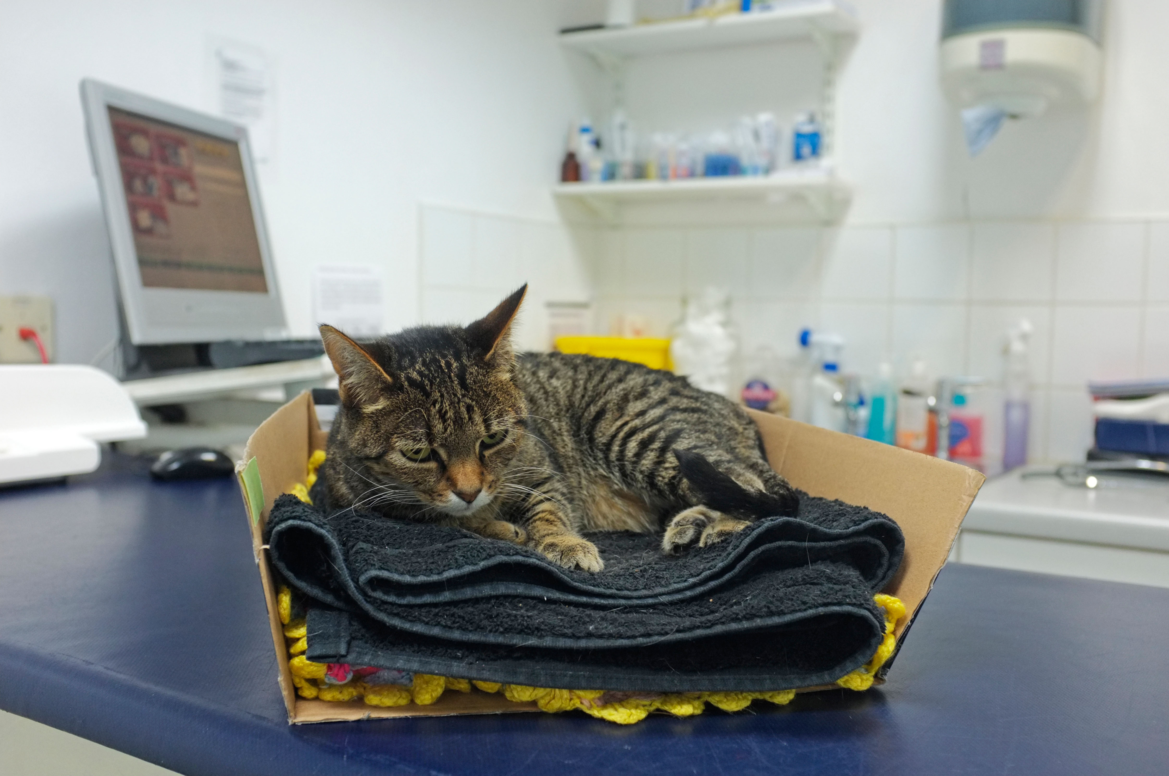 Devon cat owners urged to be vigilant after rise in attacks