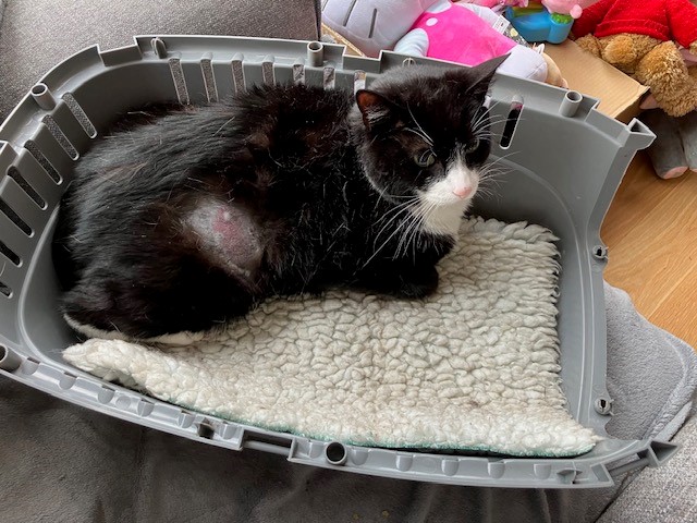 RSPCA warning after Liverpool cat shot five times with air gun