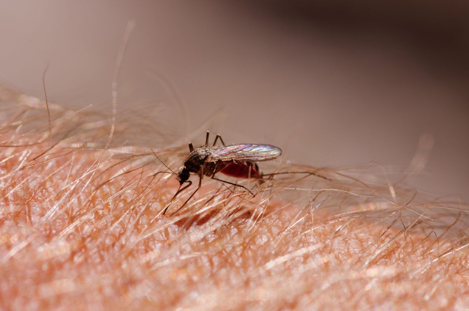 Officials urge caution on mosquito bites abroad amid rise in virus ...