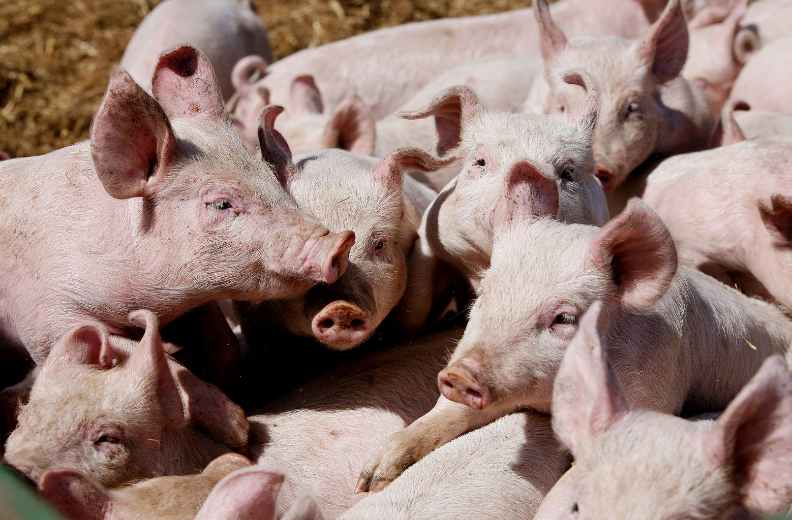 Supermarkets suspend supplies from pig farm after animal cruelty ...