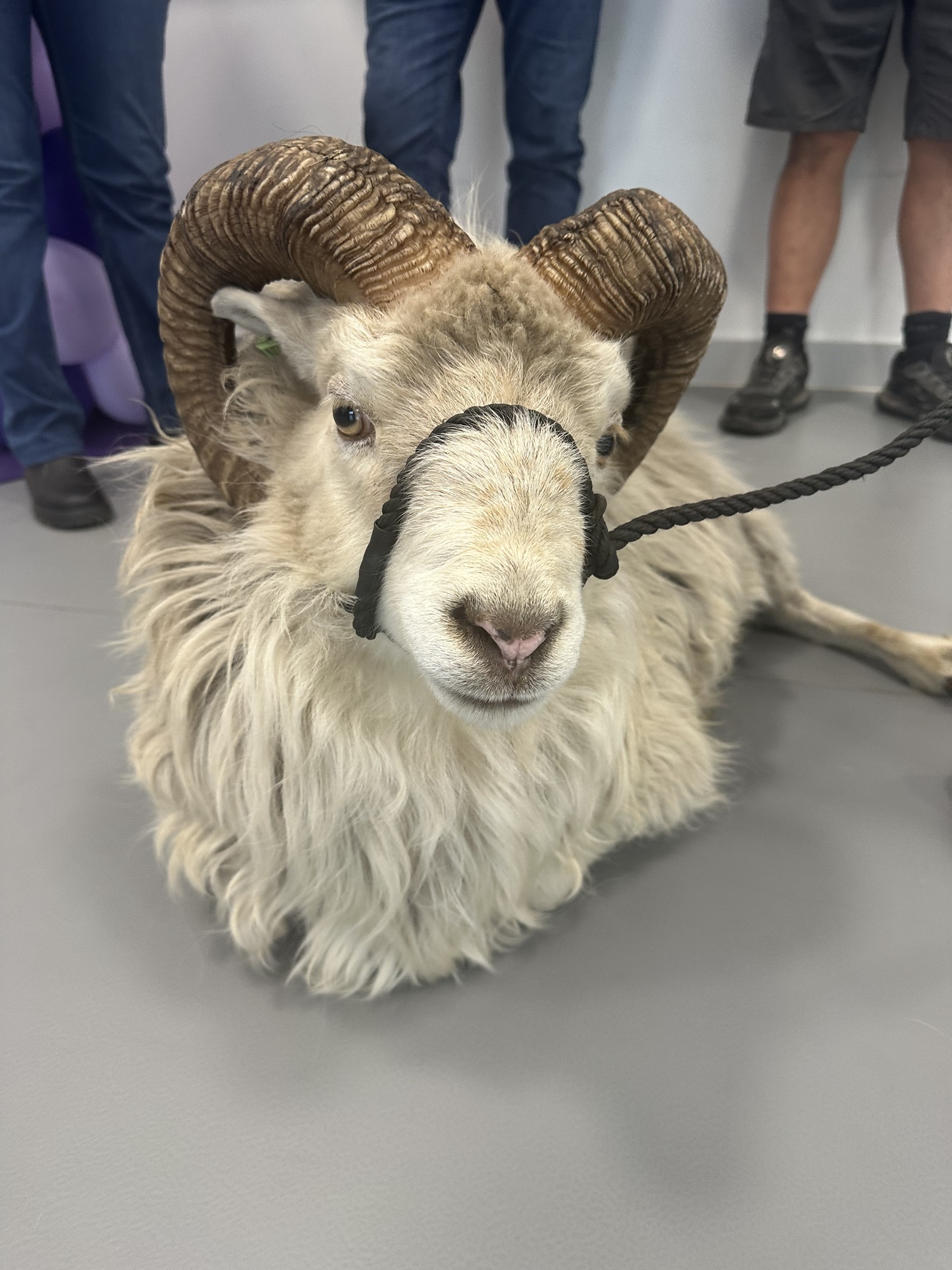 Sheep attends young shepherd's GCSE results day