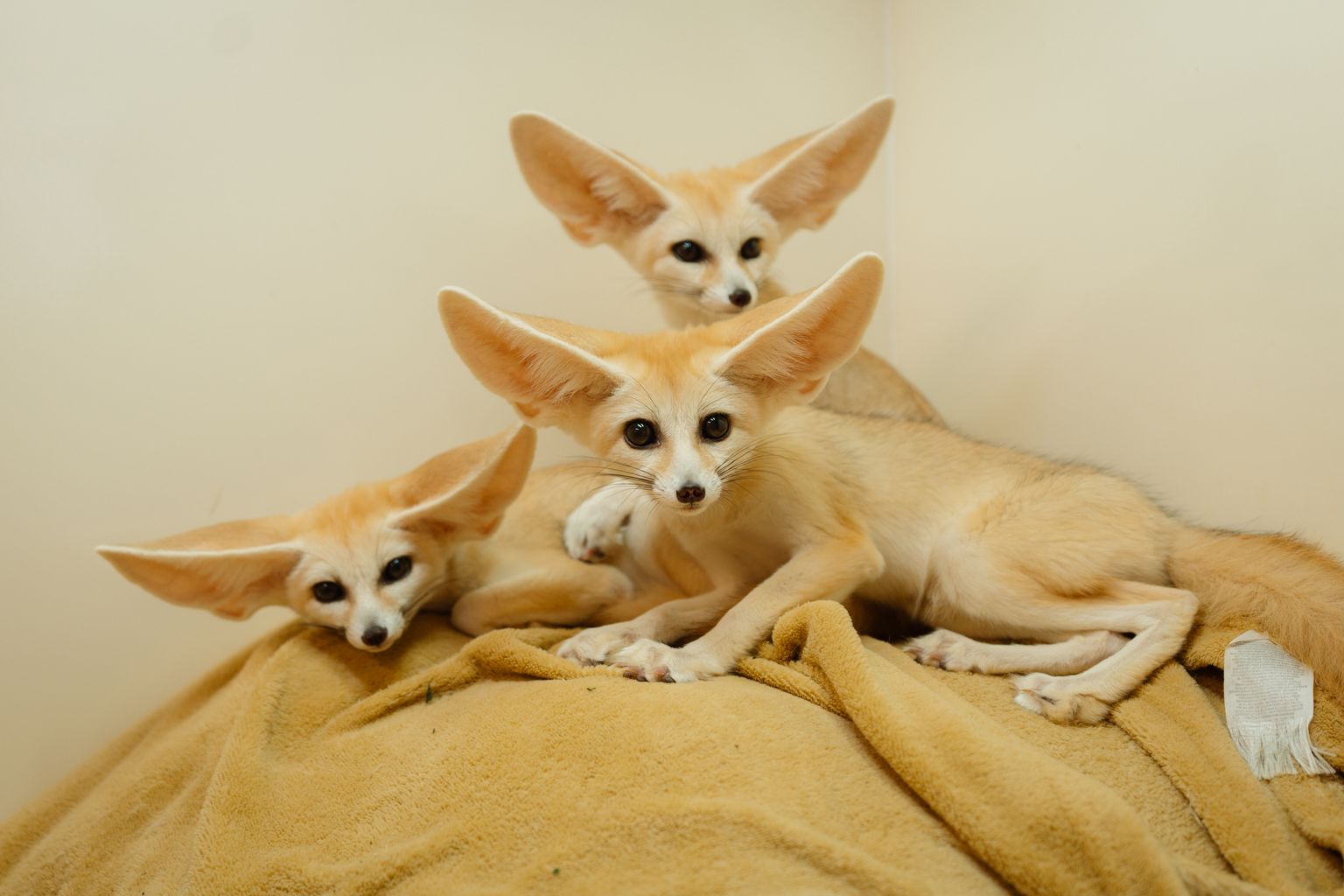 Longleat Fennec Fox kits thriving and could soon be on display