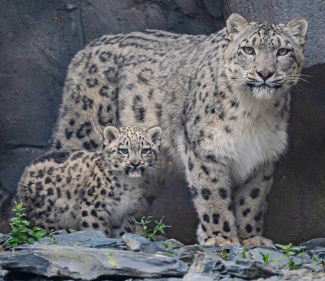 First snow leopard born at Chester Zoo named | News - Hits Radio ...