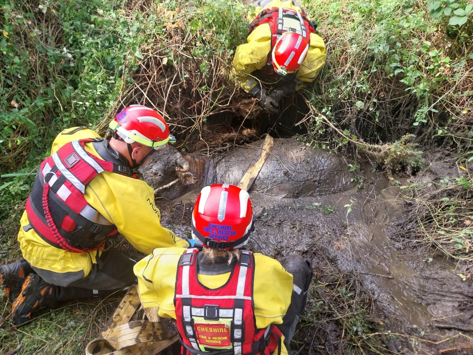 Cheshire rescue services save cow from drowning in deep mud
