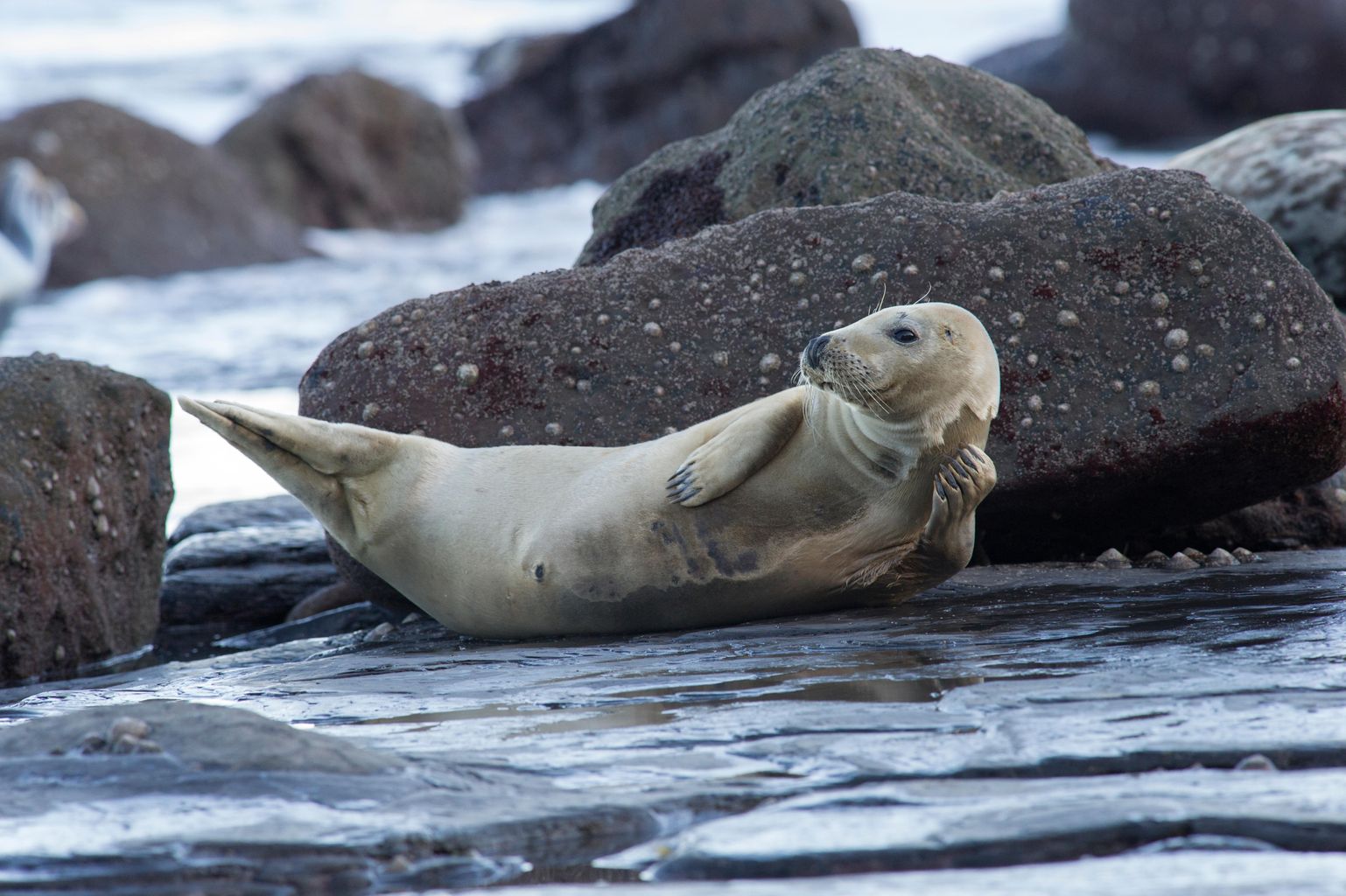 Operation Seabird event held by RSPCA and police urges people to be ...