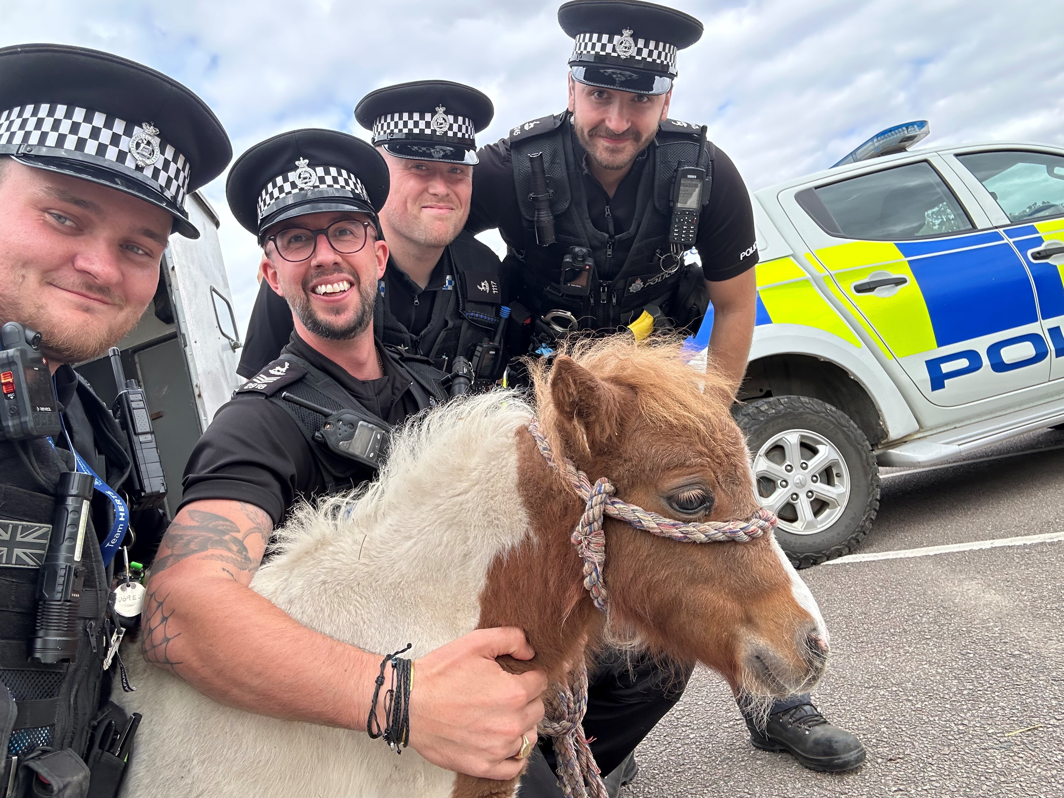 Shetland pony foal found after being stolen near Truro