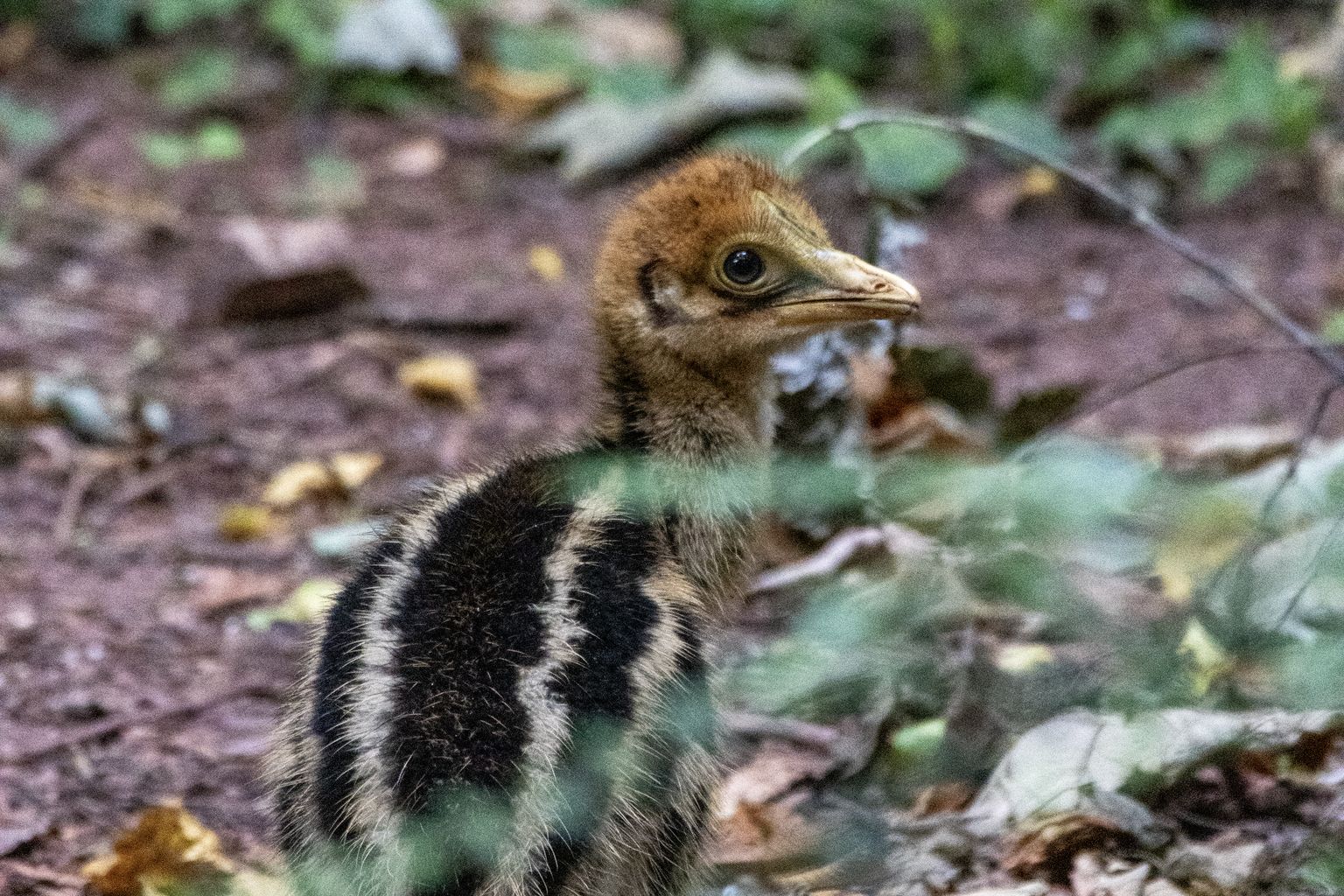 First cassowary chick born in 21 YEARS at Paignton Zoo in Devon