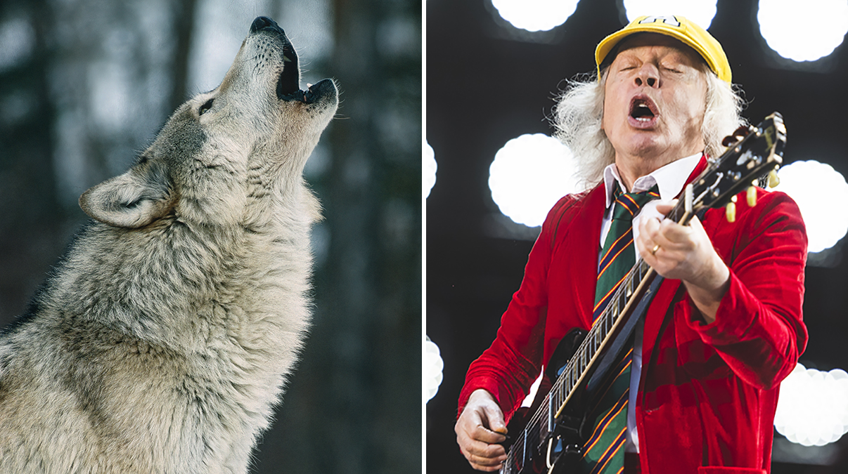 Drones blast AC/DC and Five Finger Death Punch to scare wolves from cattle