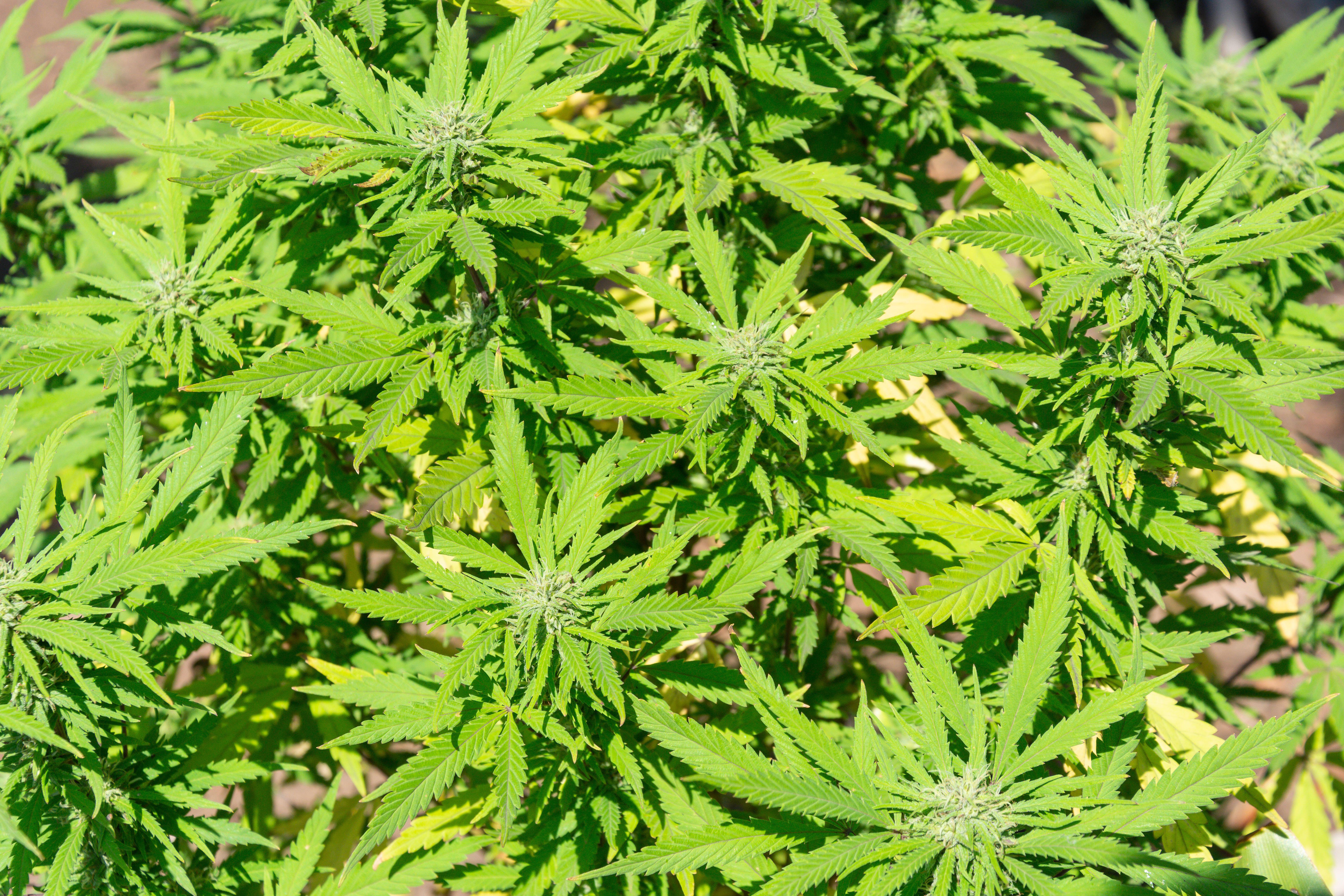 Suspected cannabis plants discovered in Scunthorpe property | News ...