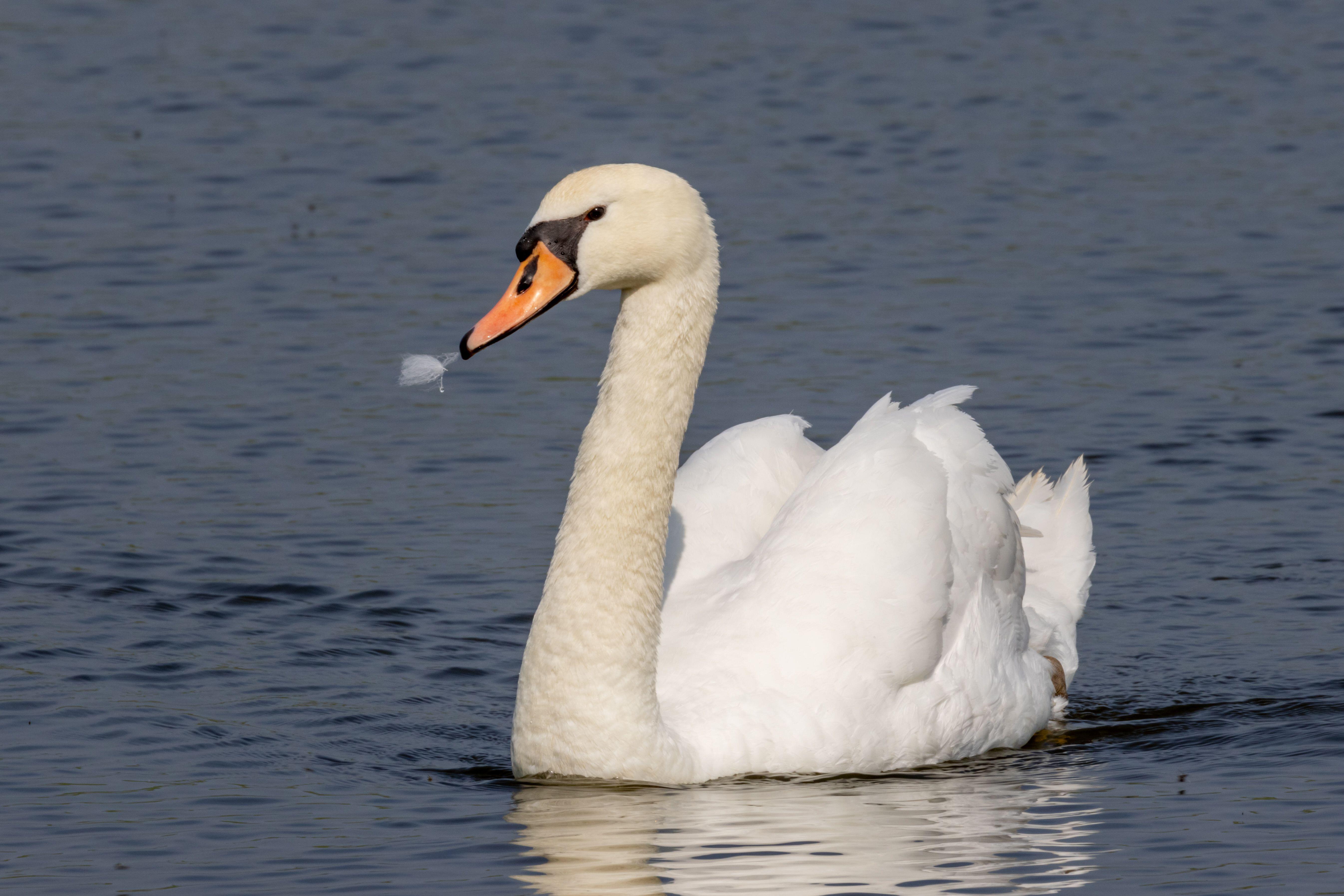 Police launch investigation after swan believed to have been strangled ...