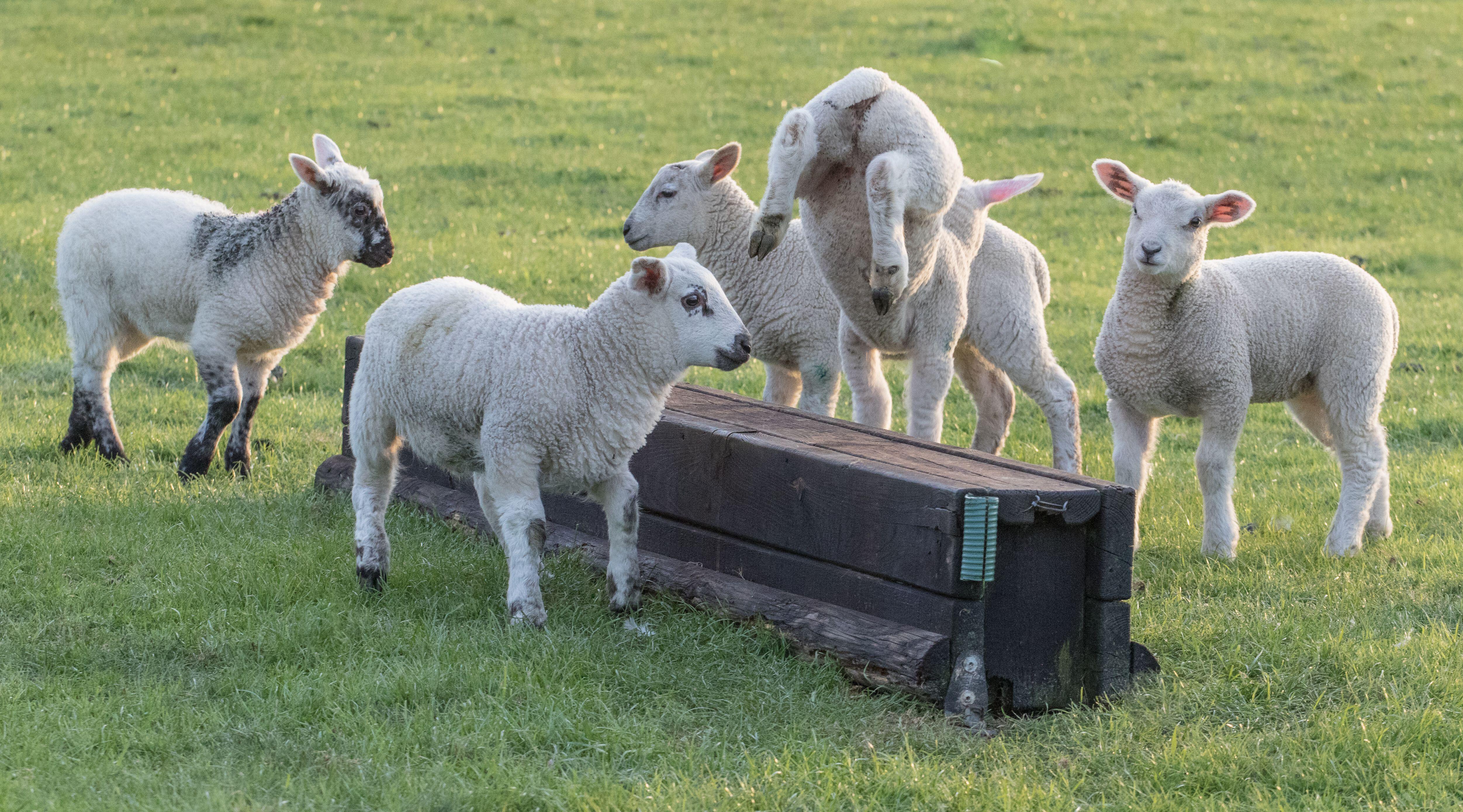 Police investigating after lorry load's worth of sheep stolen in North ...