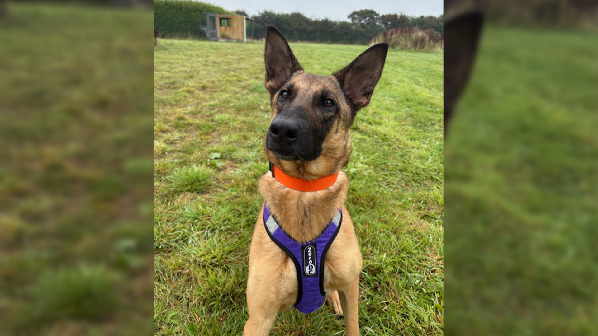 'Hidden gem' open day launches at RSPCA Cornwall | News - Greatest Hits ...