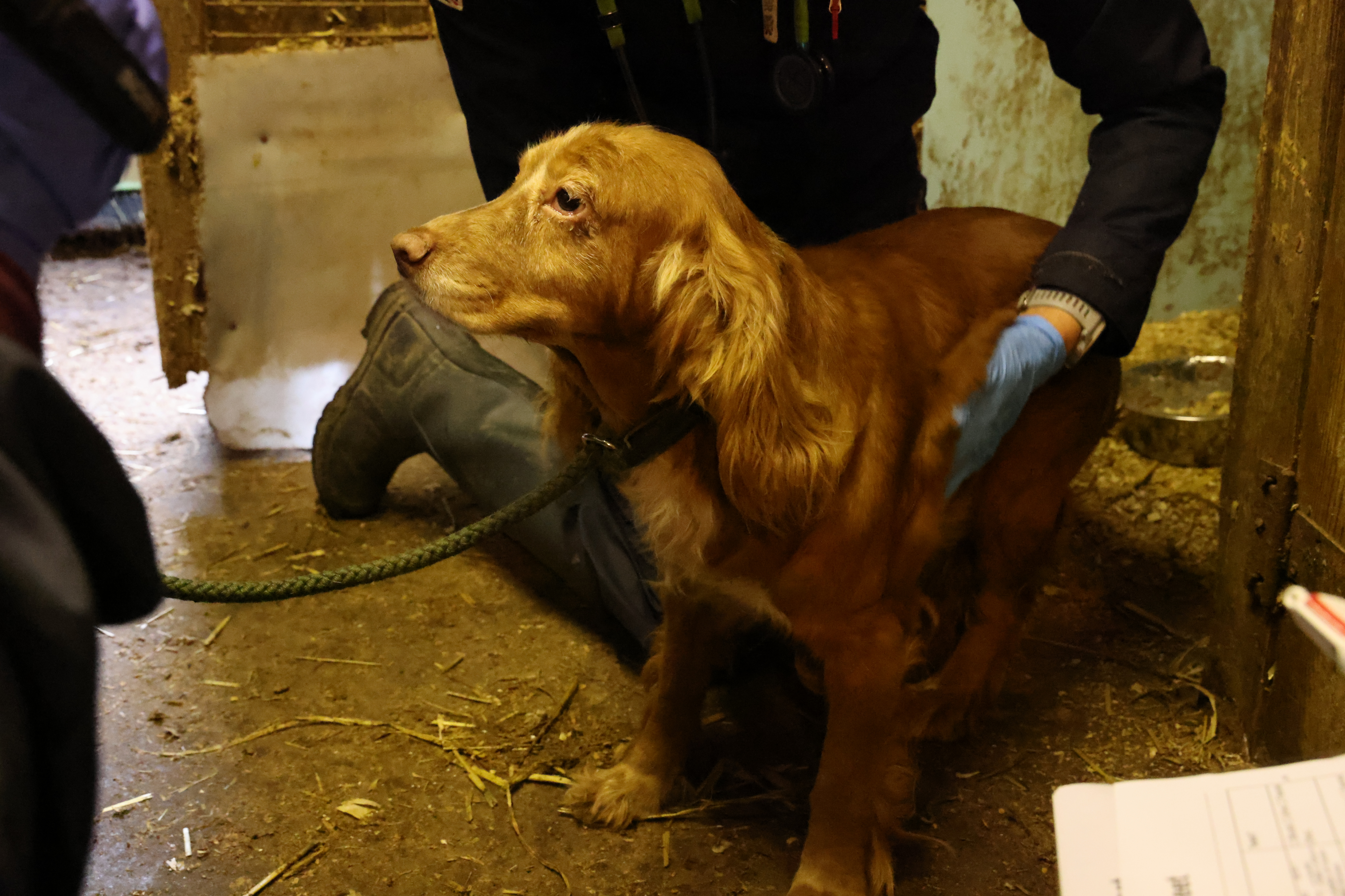 Nottinghamshire farmer jailed after hundreds of animals neglected