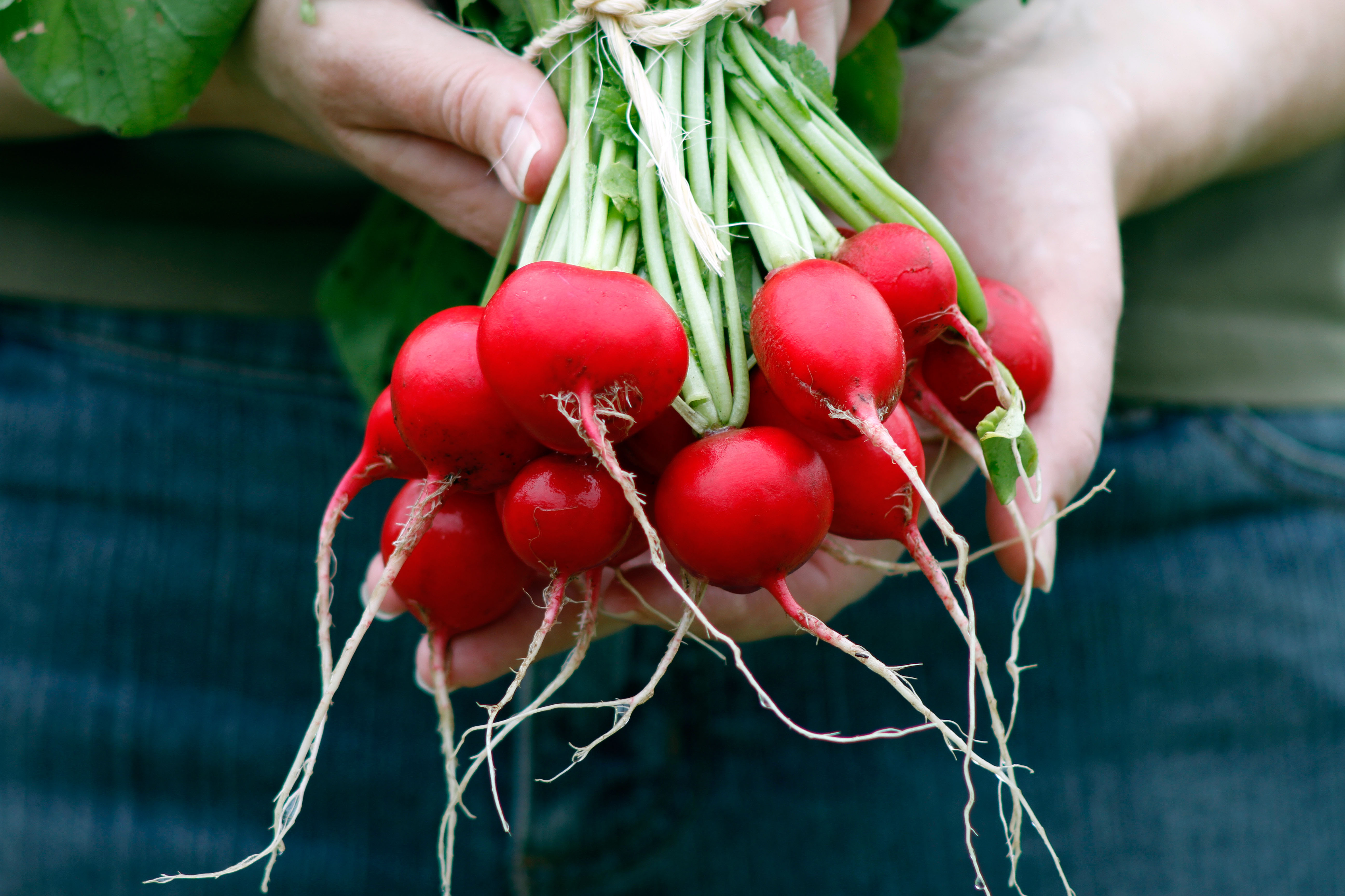 University of Plymouth finds microplastics can be absorbed into ...