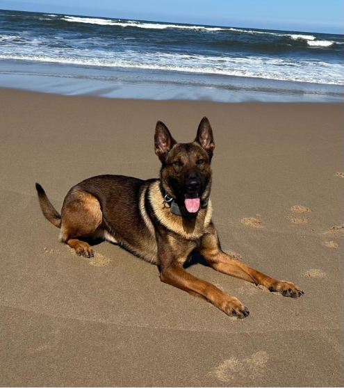 Cleveland-Police-Dog-Award