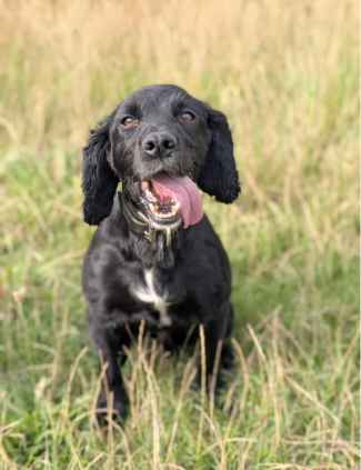 Durham-Dog-Award