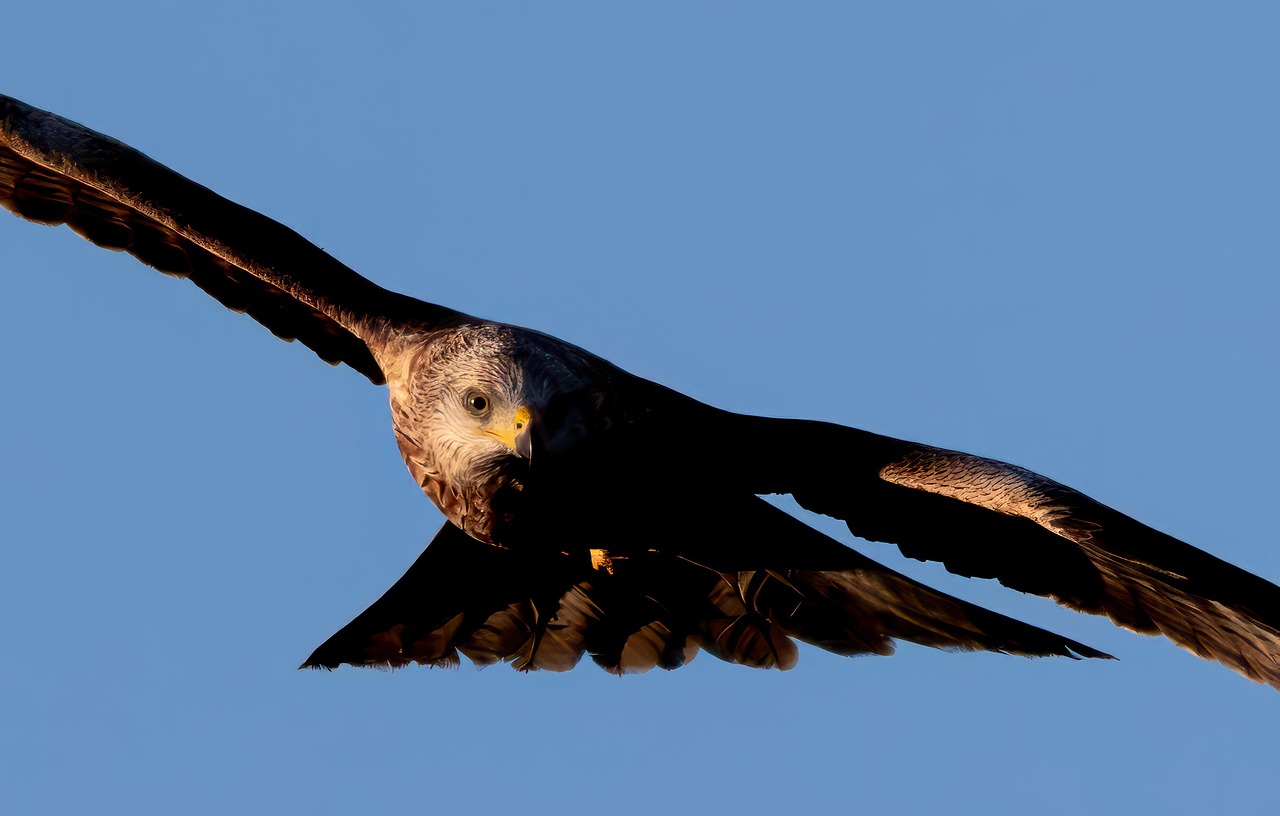 Investigation launched into poisoning of red kite in Perth & Kinross