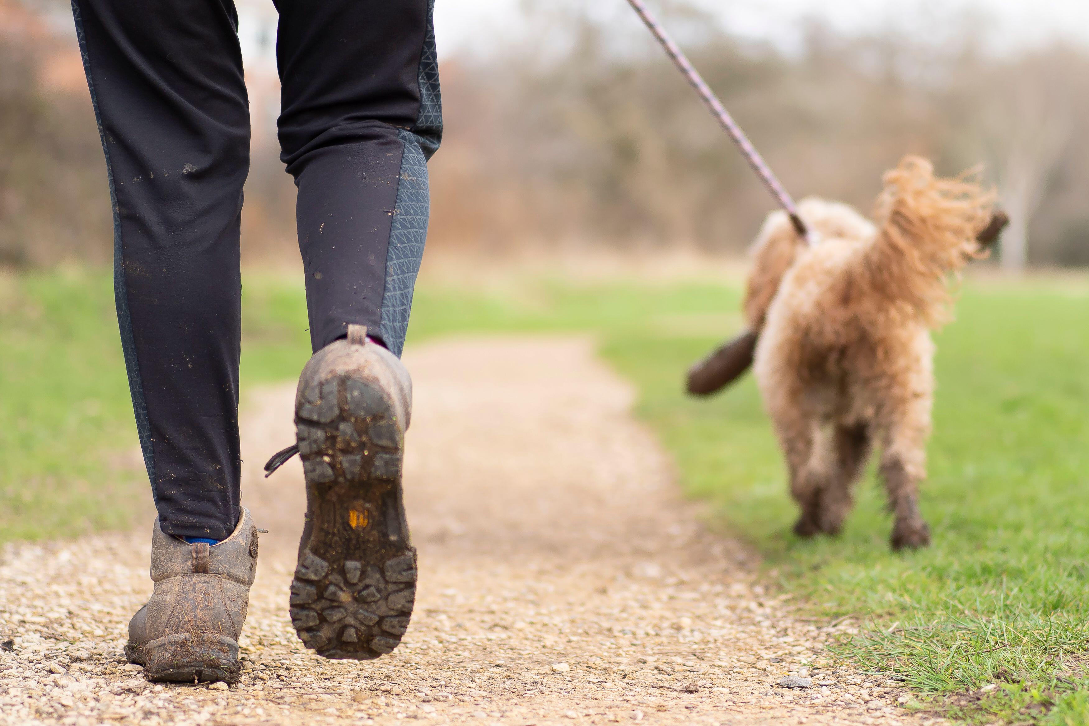 Woman and cockapoo injured after reported Border Collie attack in ...