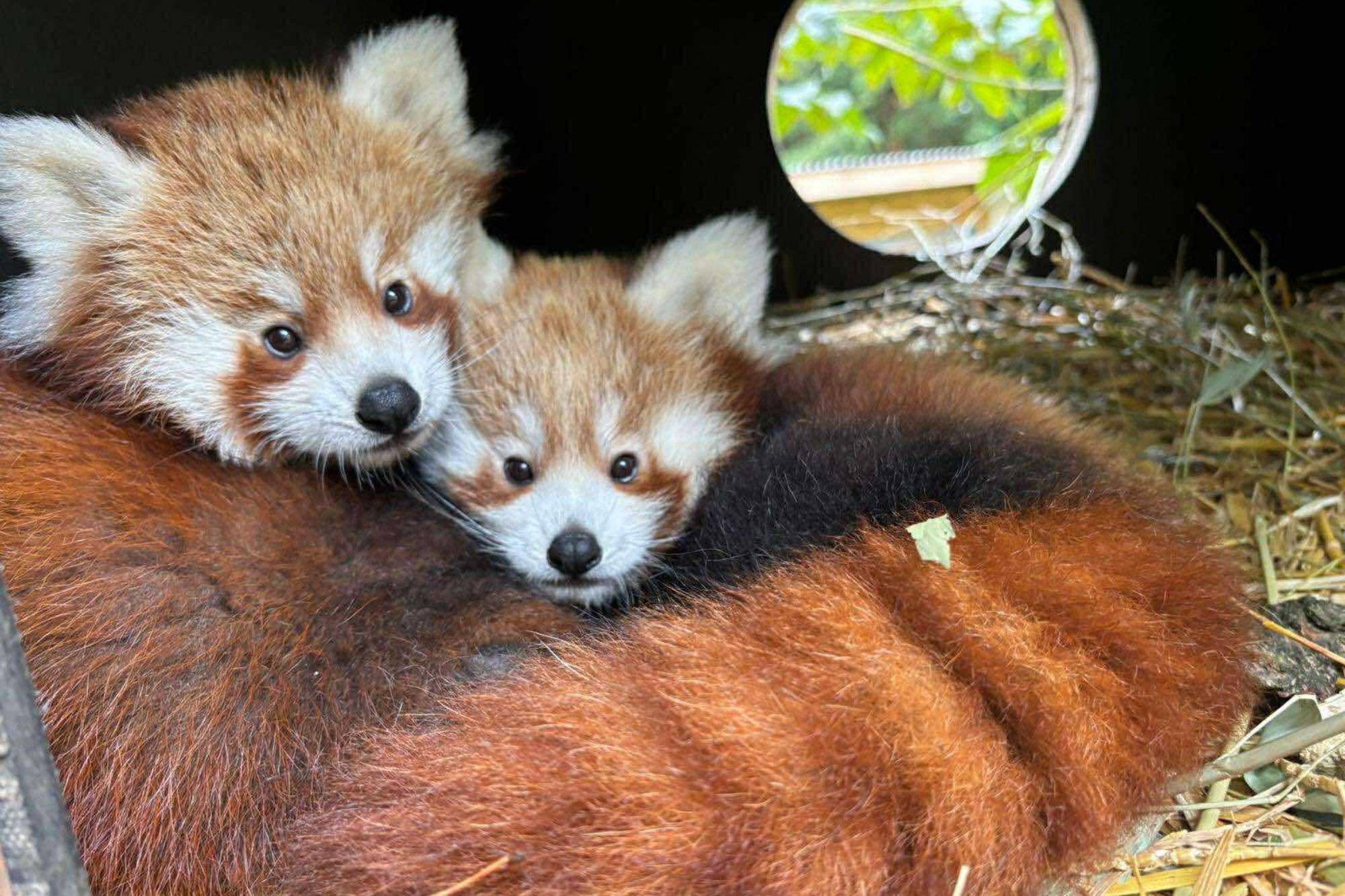 West Midlands Safari Park confirm new twin Red Panda cubs are girls ...