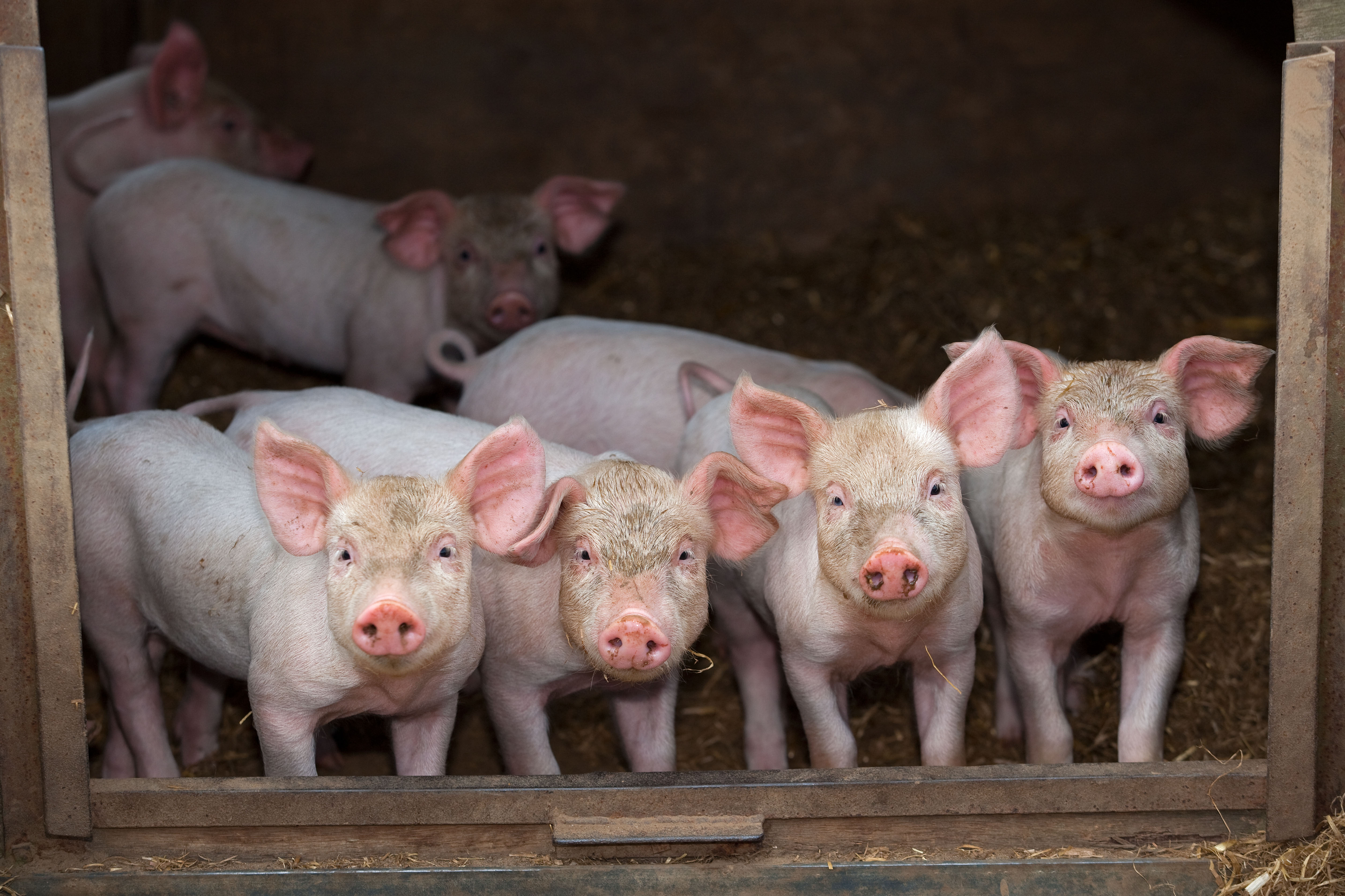 Third pig farm facing claims of abuse towards animals | News - Hits ...