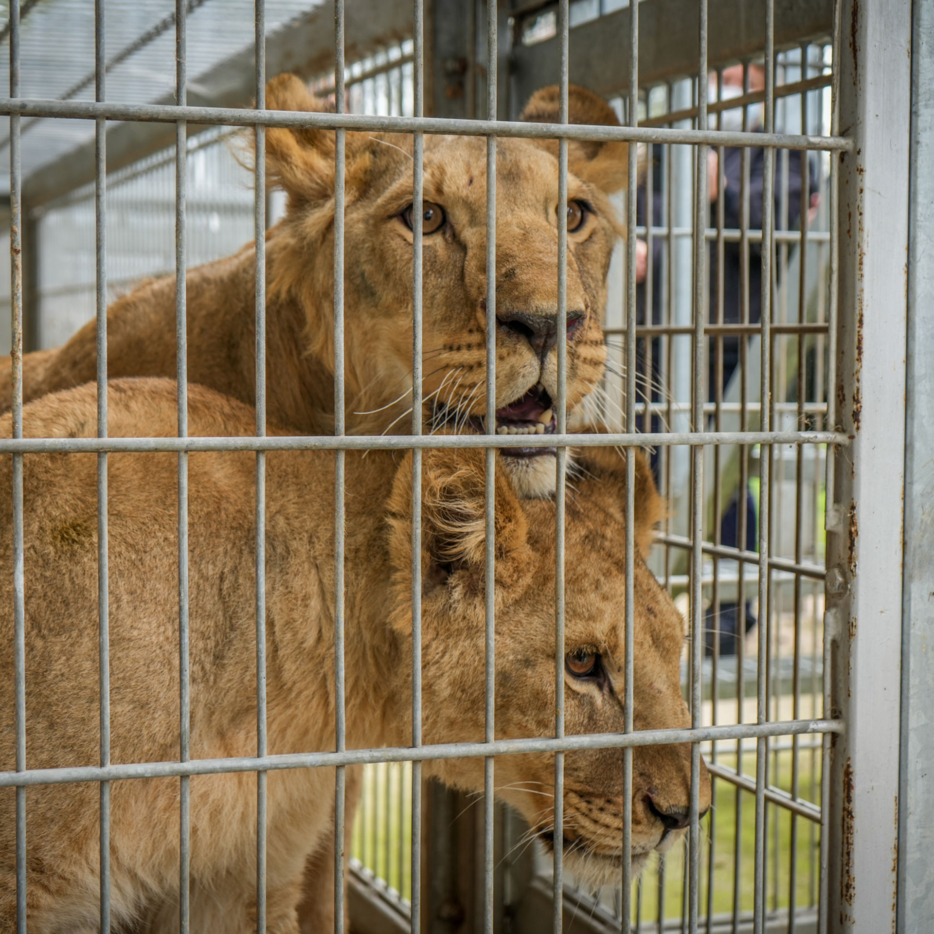 Three more lions rescued from Ukraine arrive at Yorkshire Wildlife Park ...