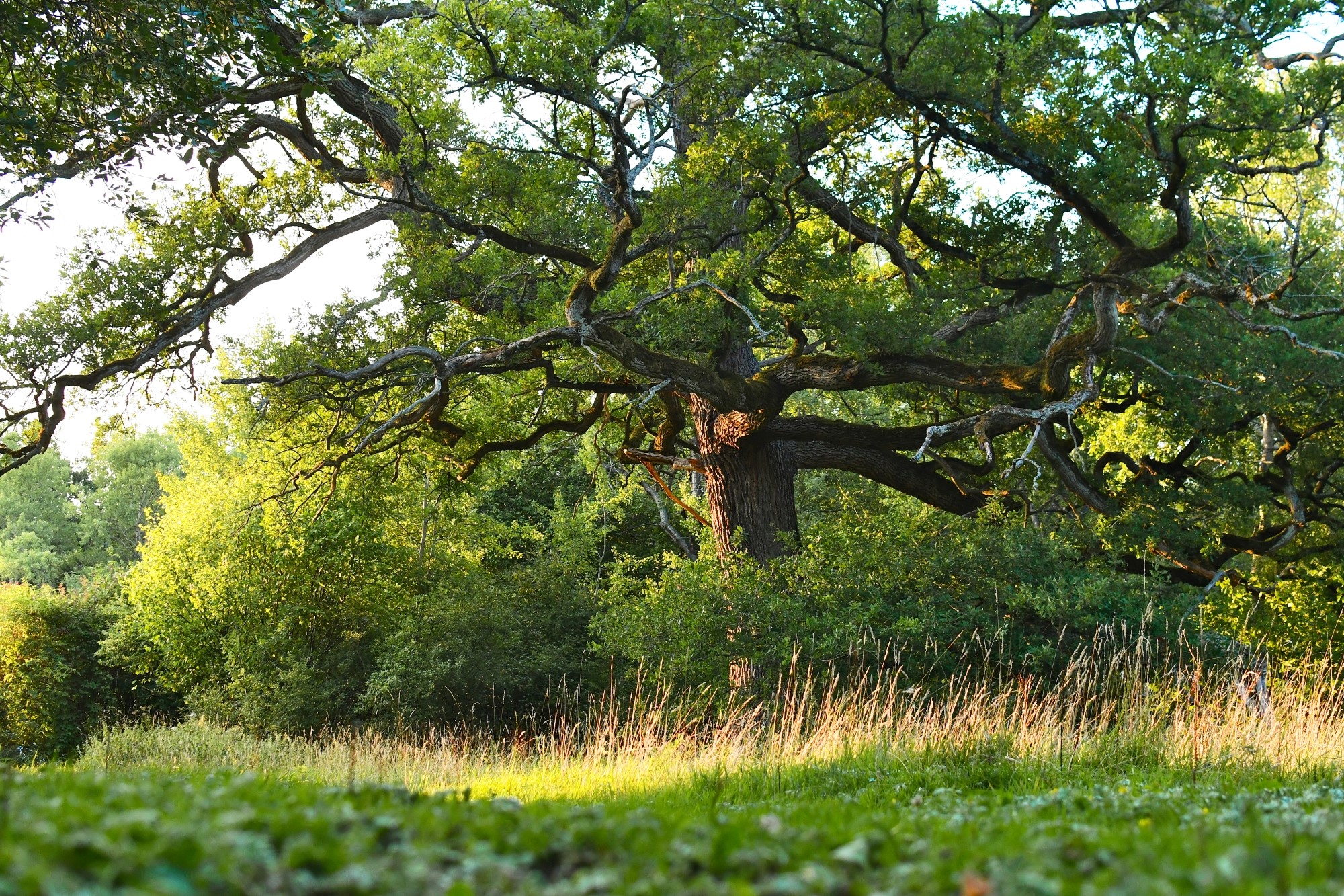 Bucks Wildlife Trust launches £300,000 appeal to protect woodland ...