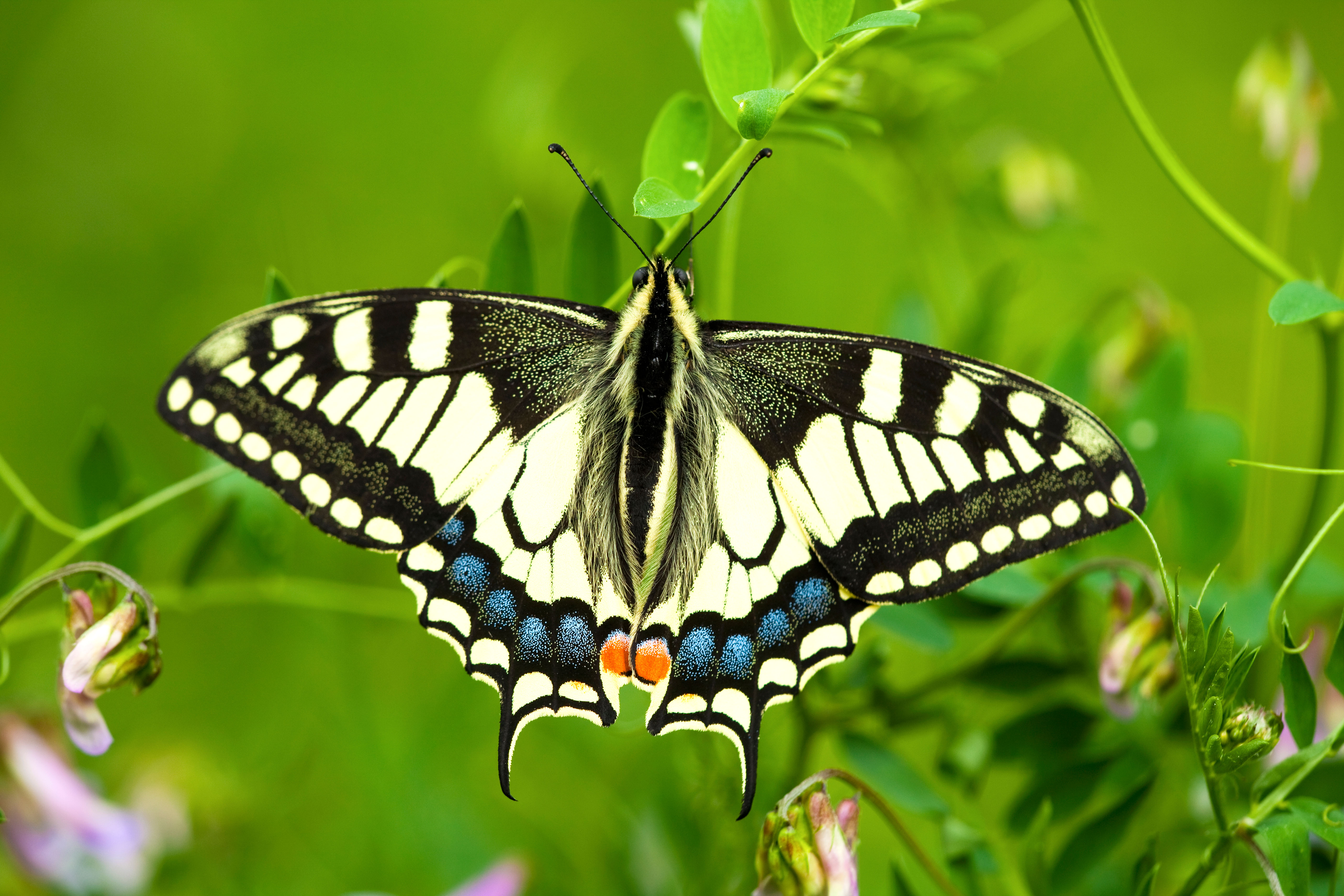 Researchers investigate new ways to help survival of rare British butterfly