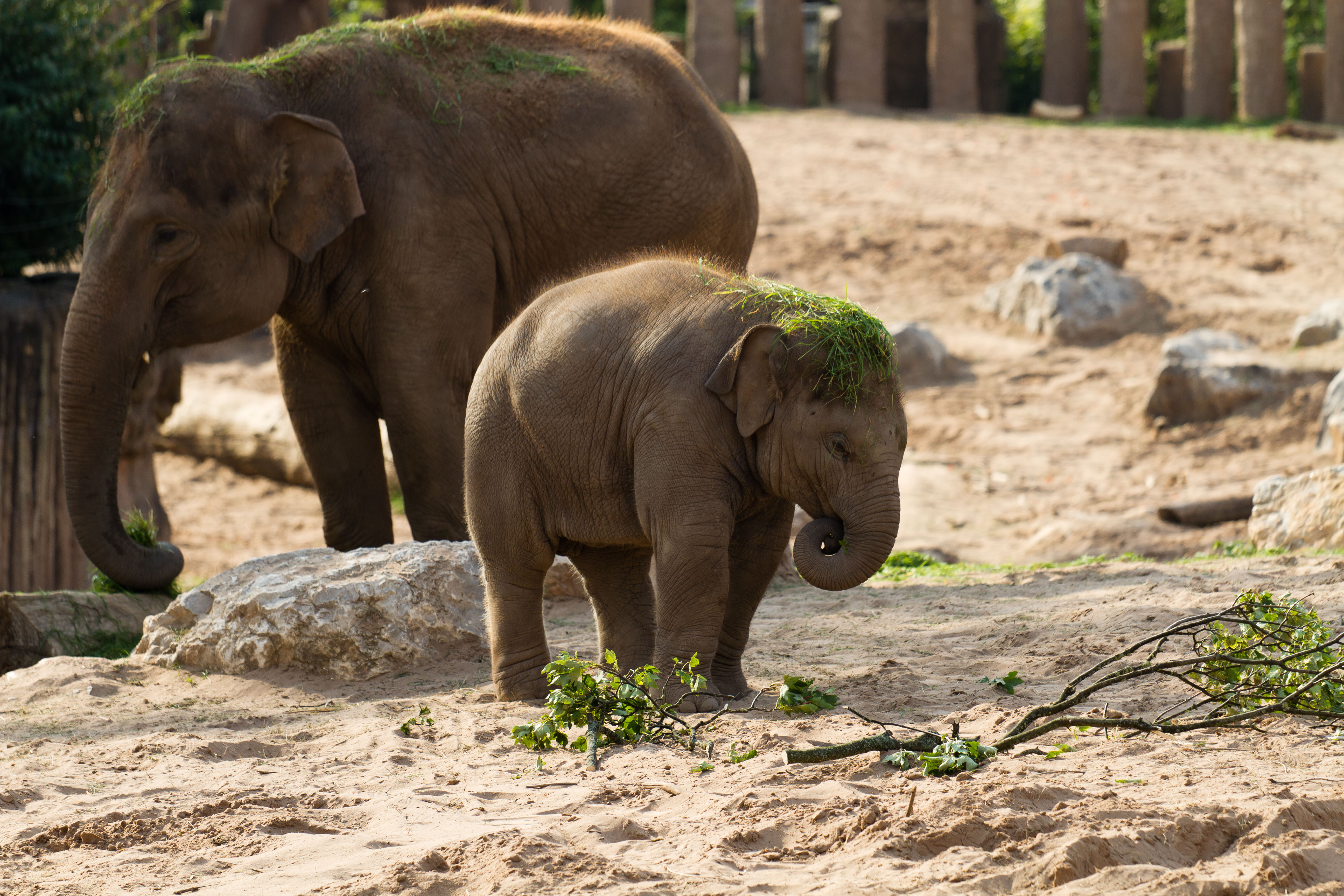 Vaccine breakthrough for virus that killed seven elephant calves at ...